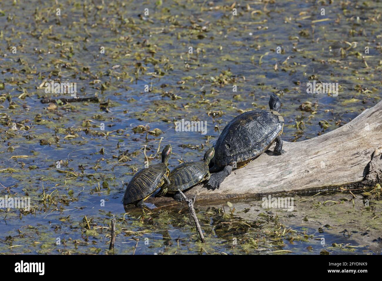 Red eared slider turtles in the Texas swamp Stock Photo - Alamy