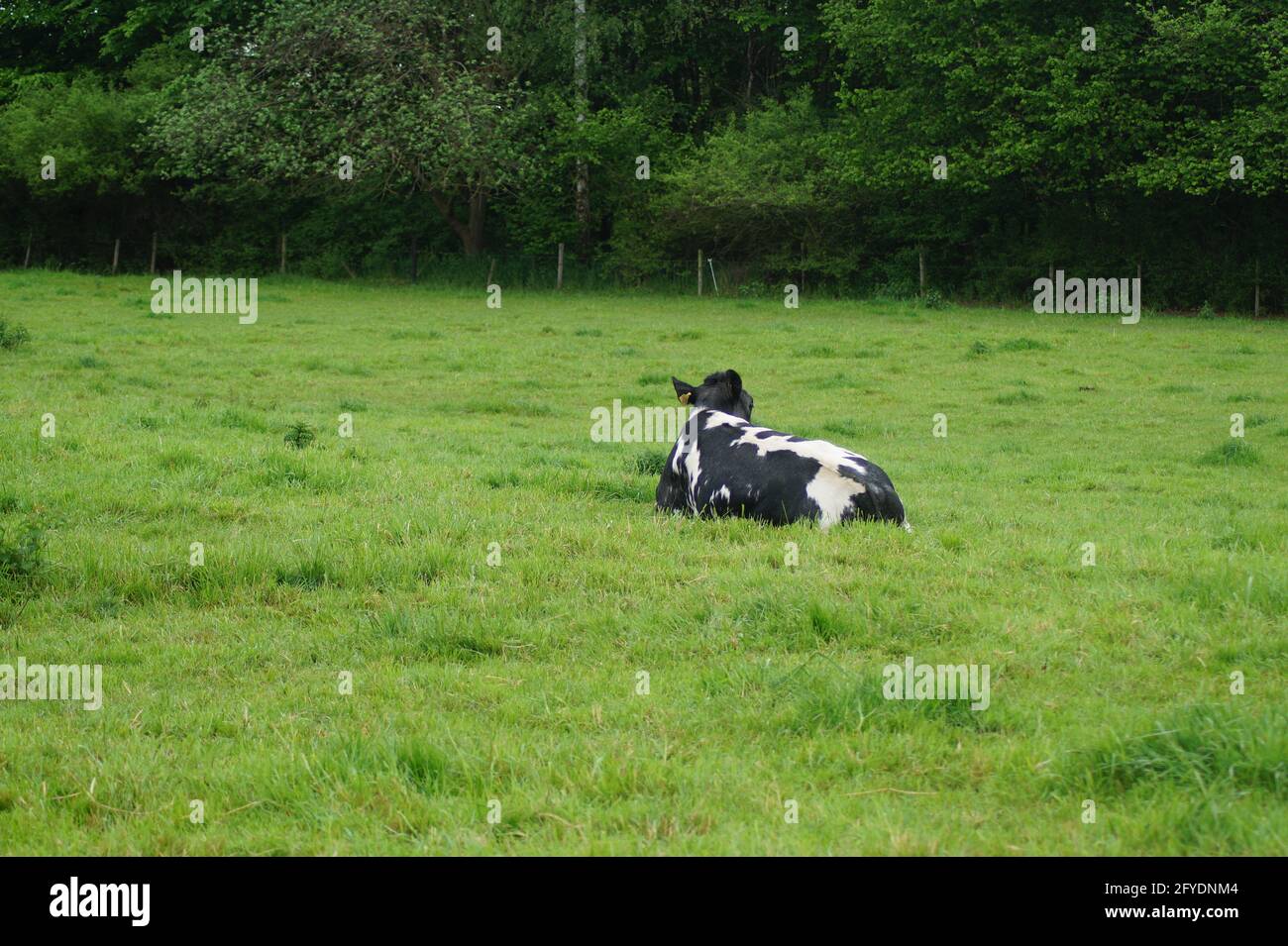Cow with black and white spots lying on a green meadow Stock Photo - Alamy