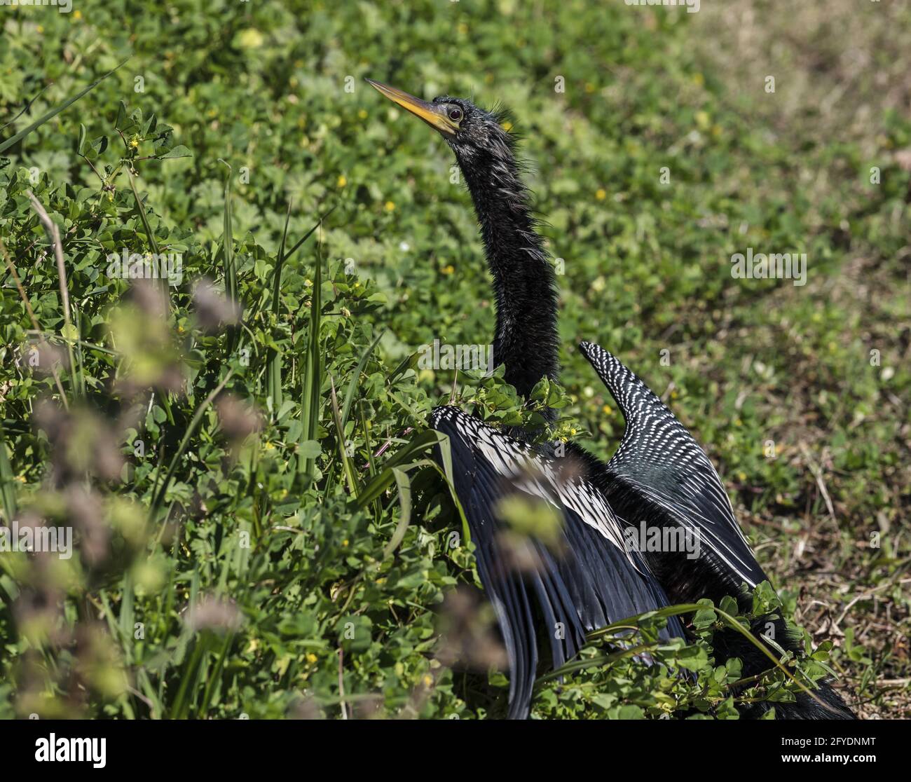 Usa bird watching hi-res stock photography and images - Alamy