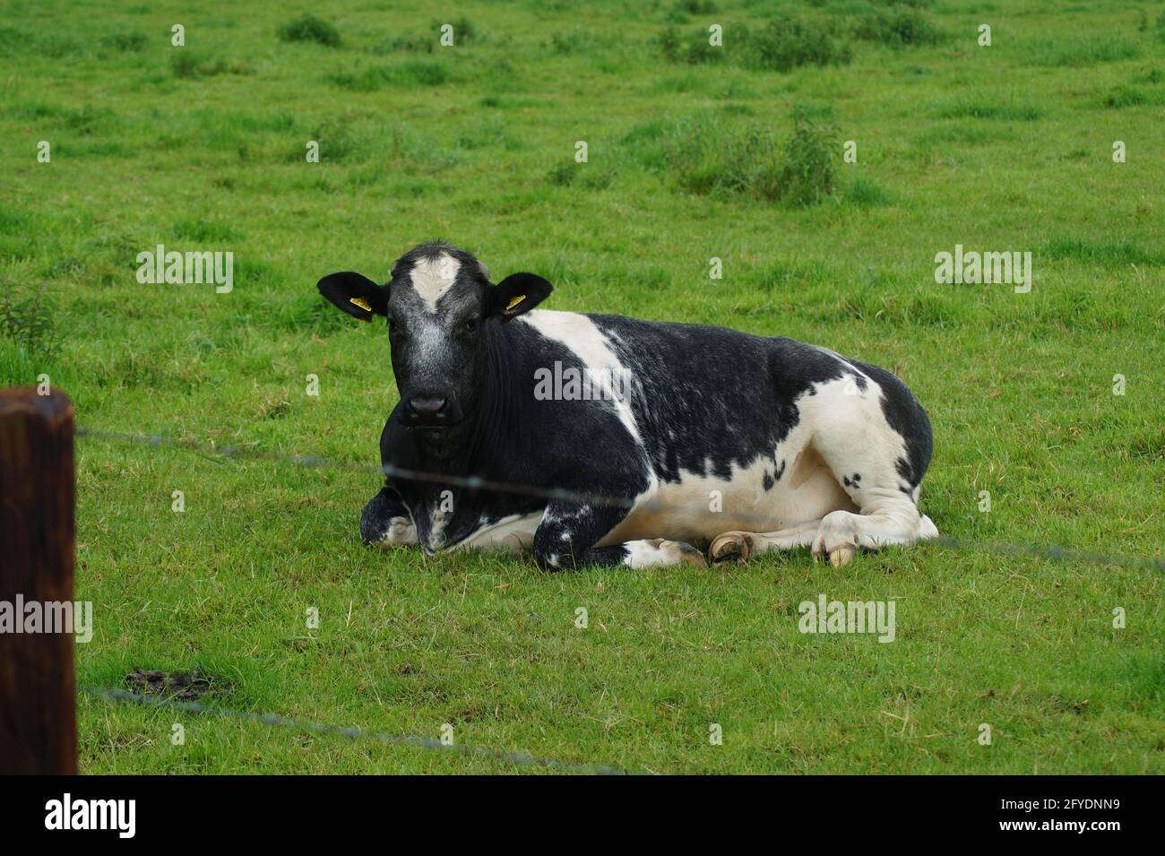 Cow with black and white spots lying on a green meadow Stock Photo - Alamy