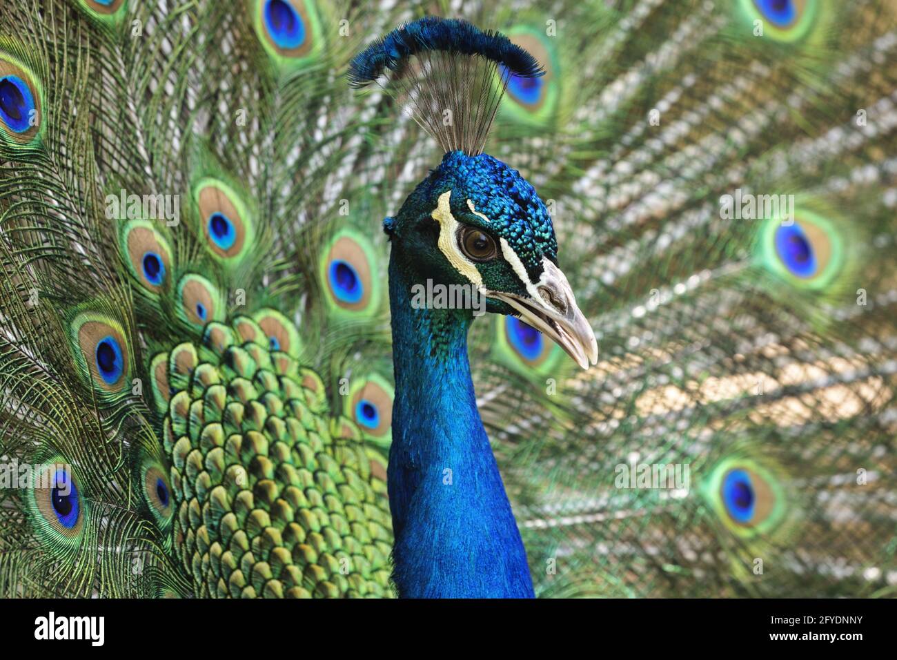 Beautiful turquoise blue and green hues of peacock with courtship tail ...