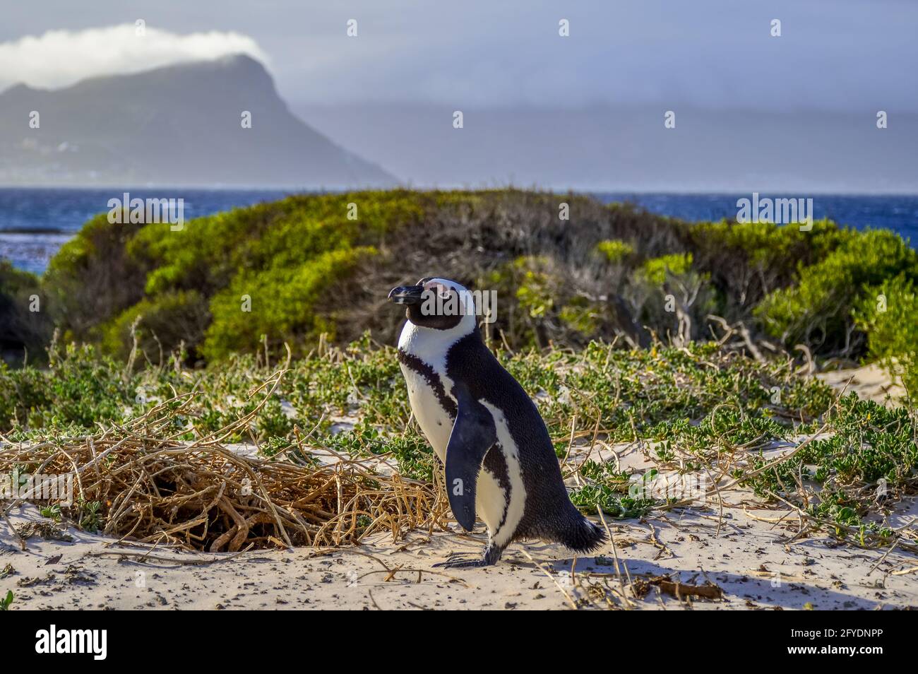 An African cape penguin isolated on white sands of boulder's beach cape ...