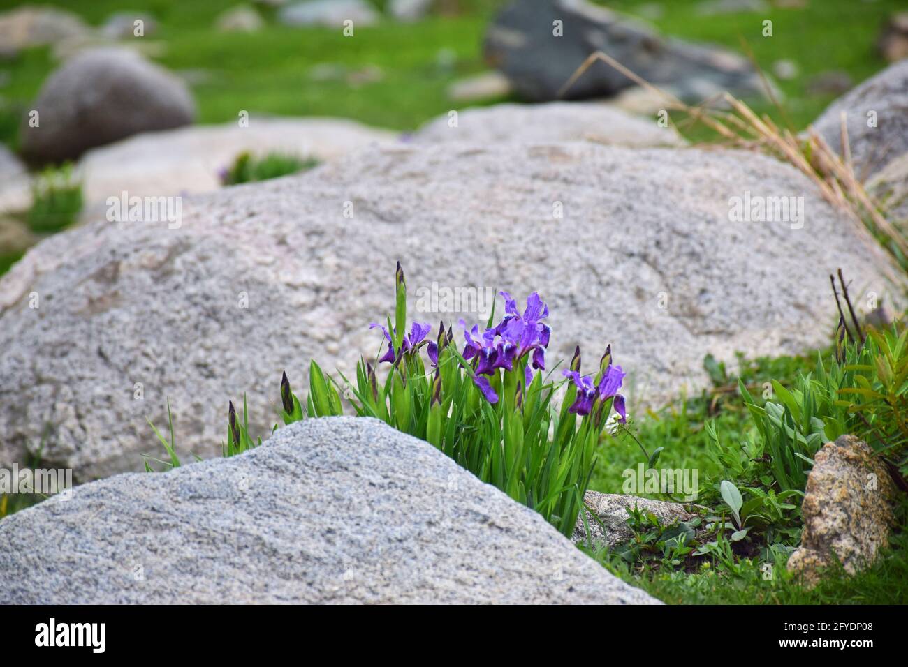 Closeup shot of rocks in a meadow with green grass and purple flowers ...