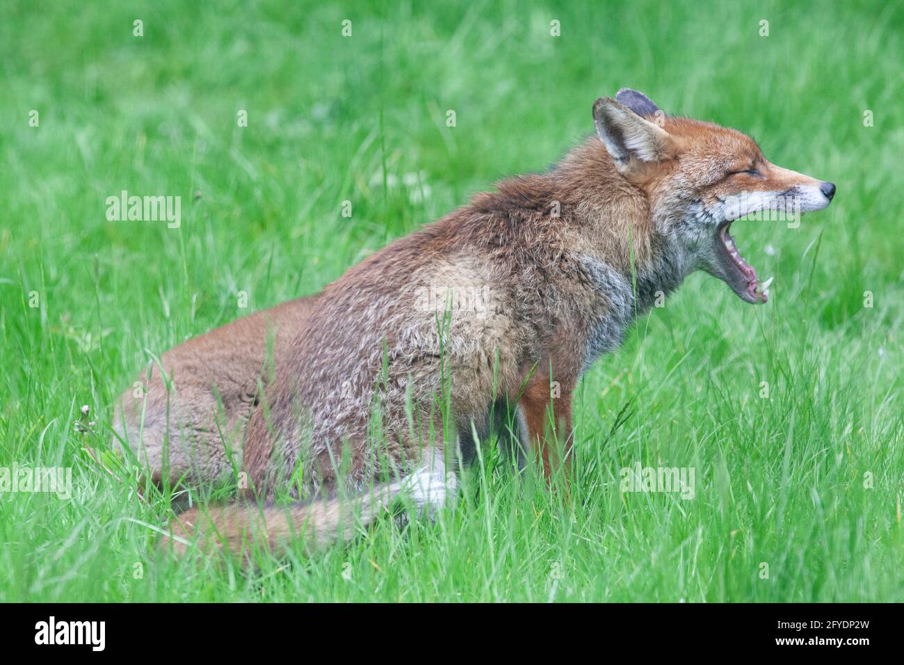 London, UK, 26 May 2021: A male fox spends time with his cub, the only ...