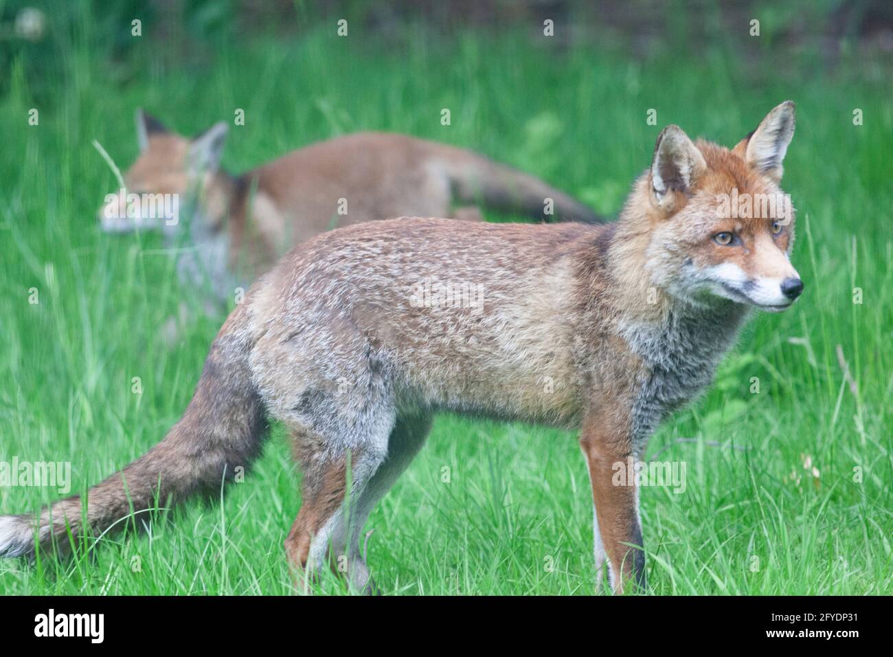 London, UK, 26 May 2021: A male fox spends time with his cub, the only ...