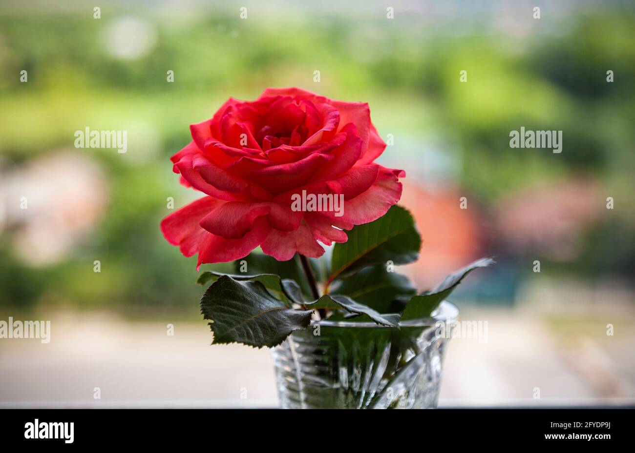 Lonely red rose in a crystal vase Stock Photo - Alamy