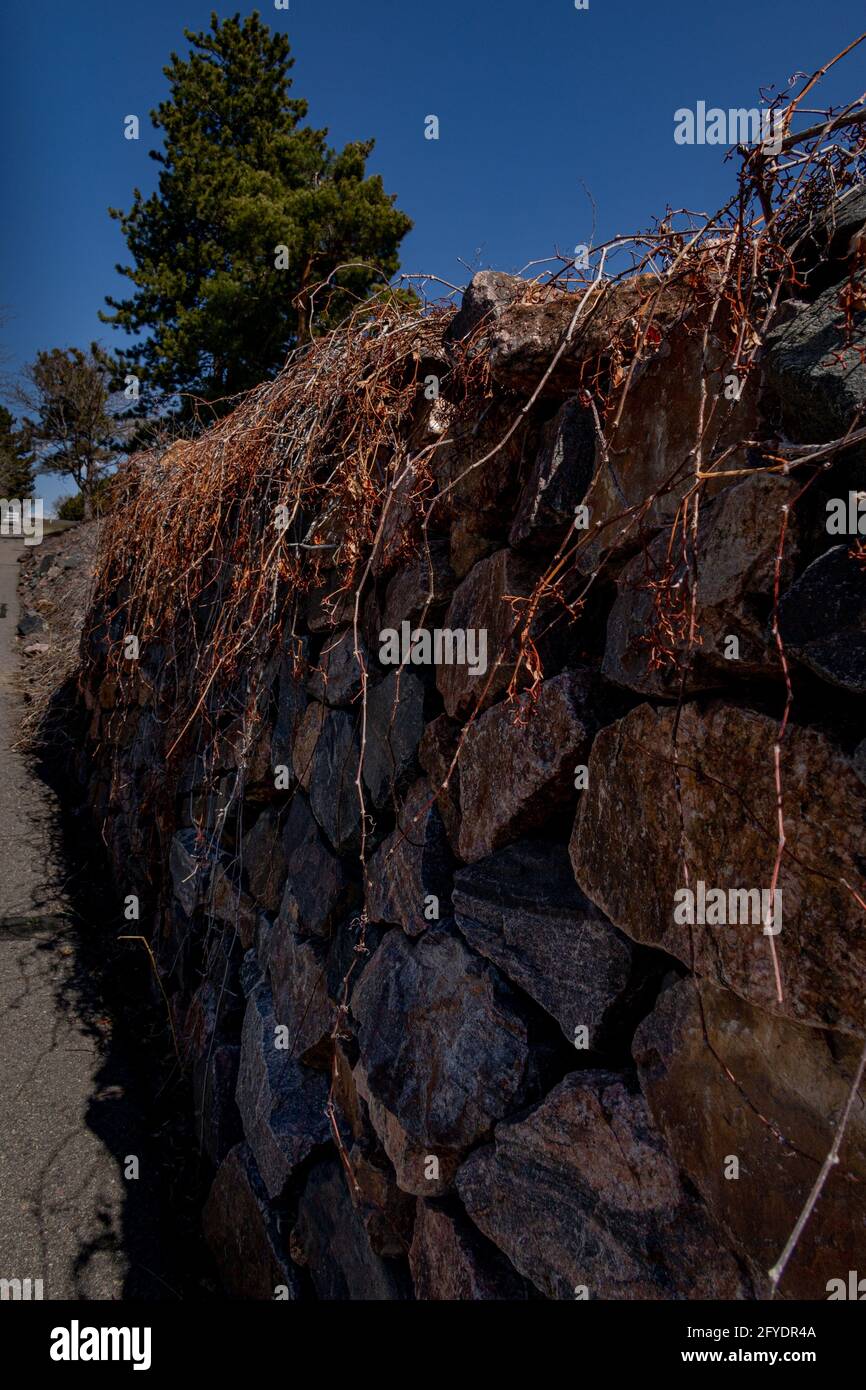 Vines wrapped around a brick wall Stock Photo - Alamy