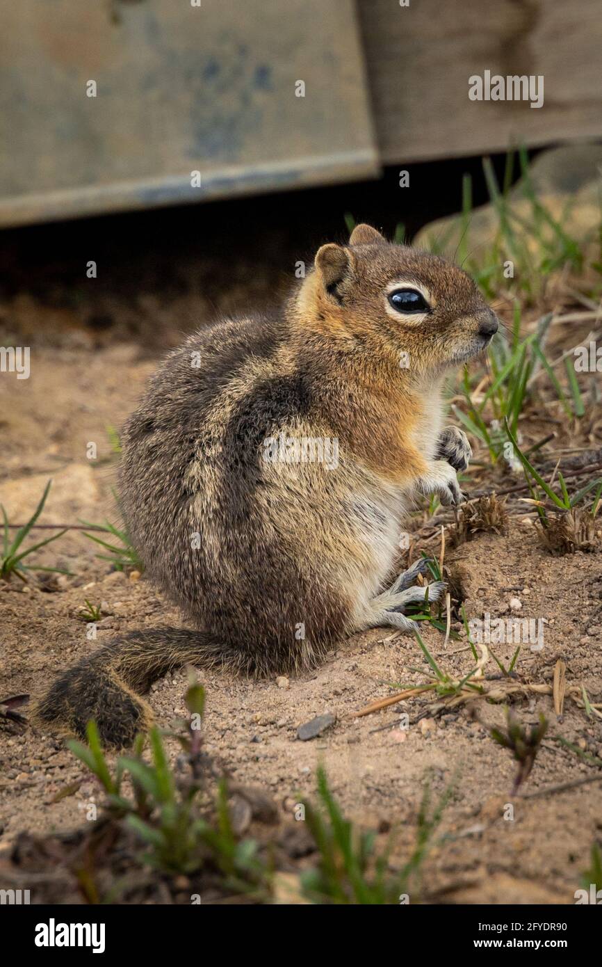 Fuzzy Ground Squirrel Stock Photo - Alamy