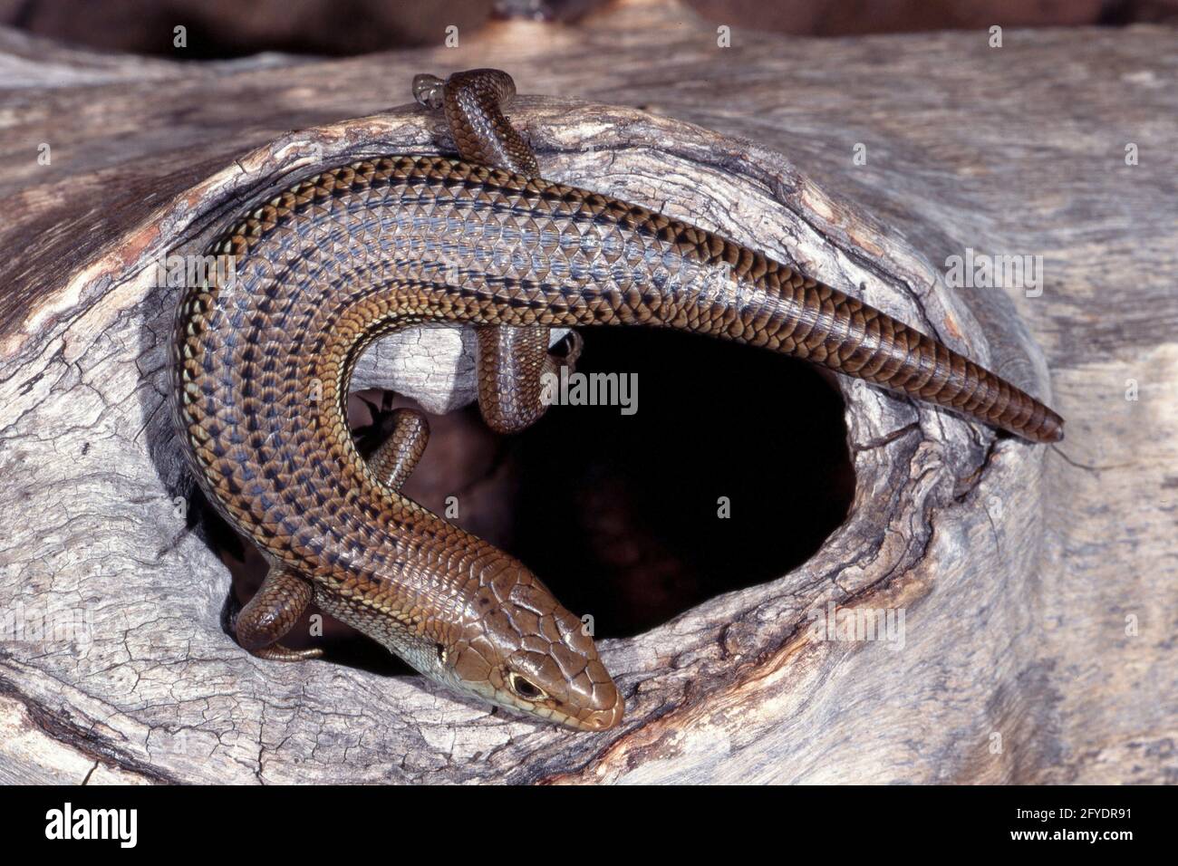 Australian Major's Skink Basking on log Stock Photo - Alamy