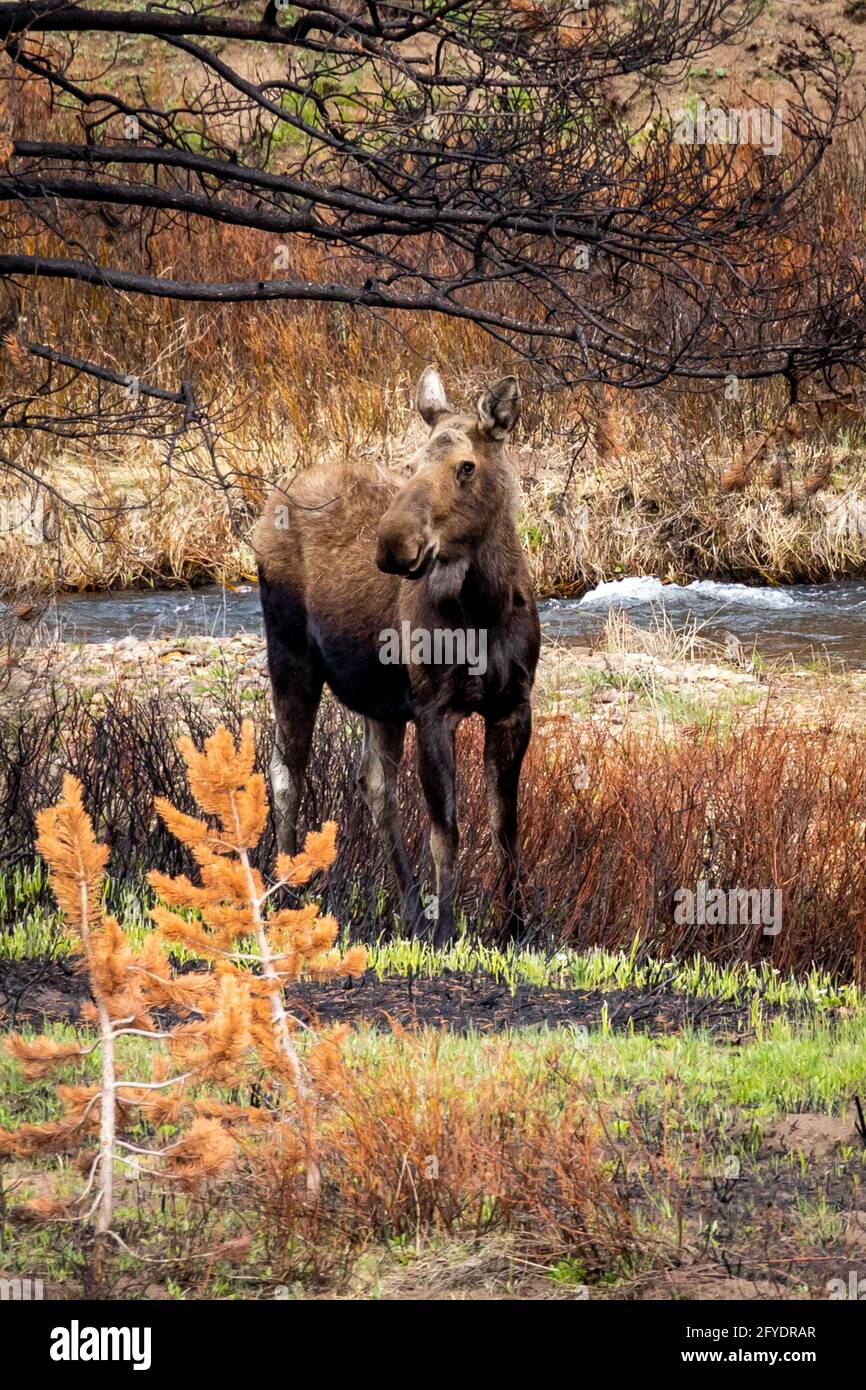 Moose antler scene hi-res stock photography and images - Alamy
