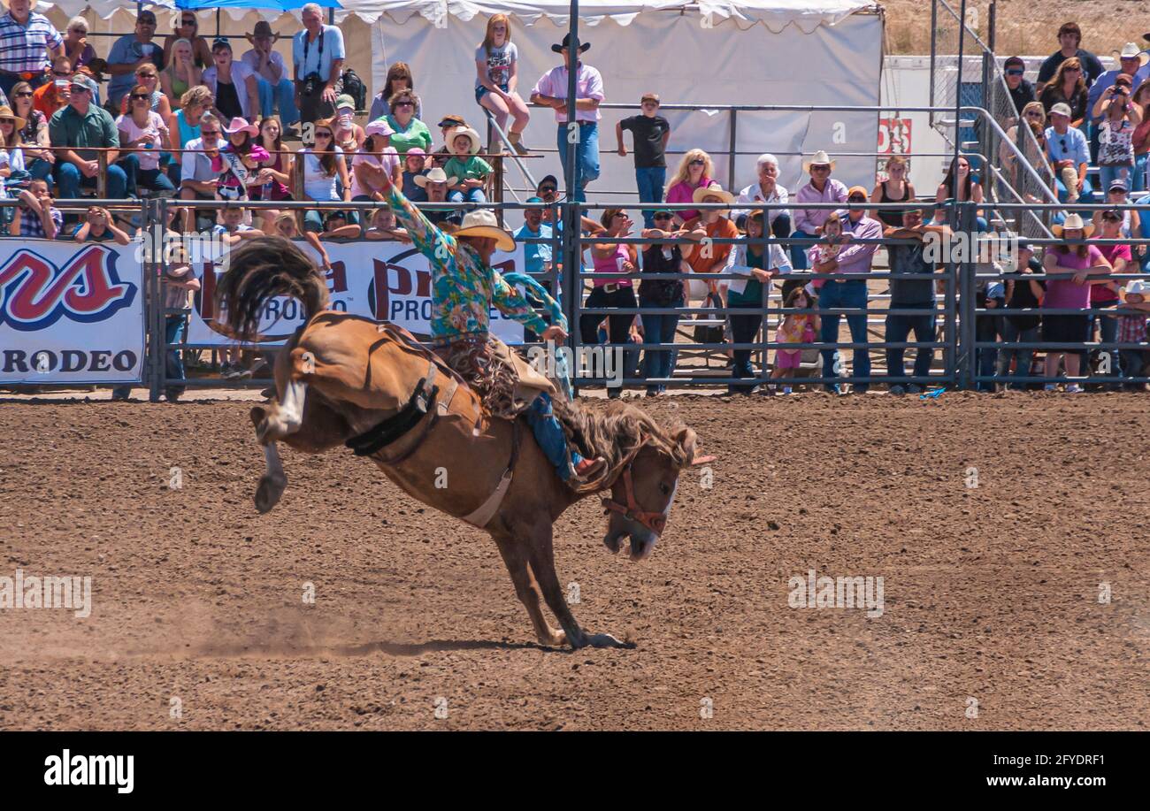 Backward horse hi-res stock photography and images - Alamy