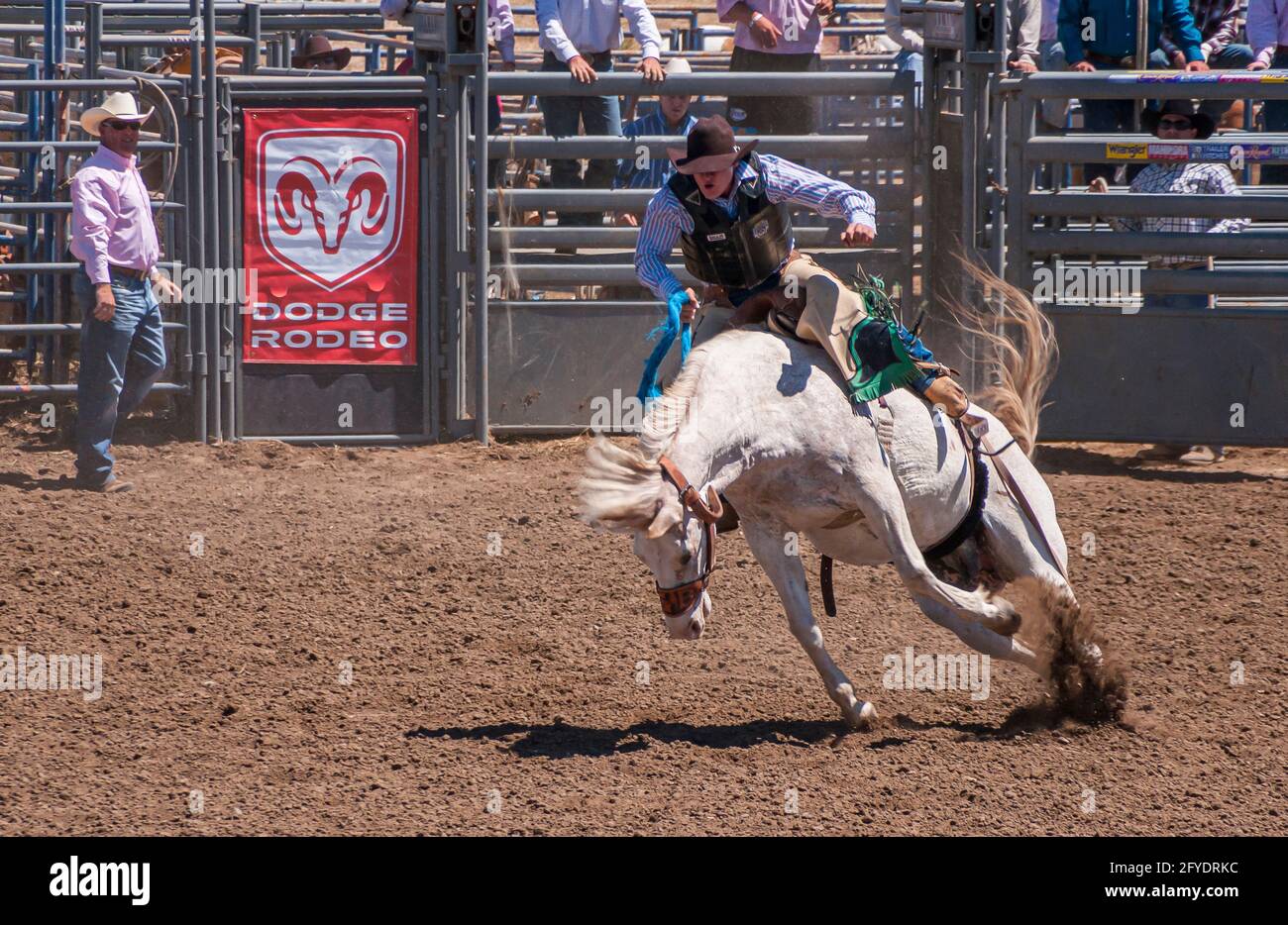 California rodeo sheep hi-res stock photography and images - Alamy
