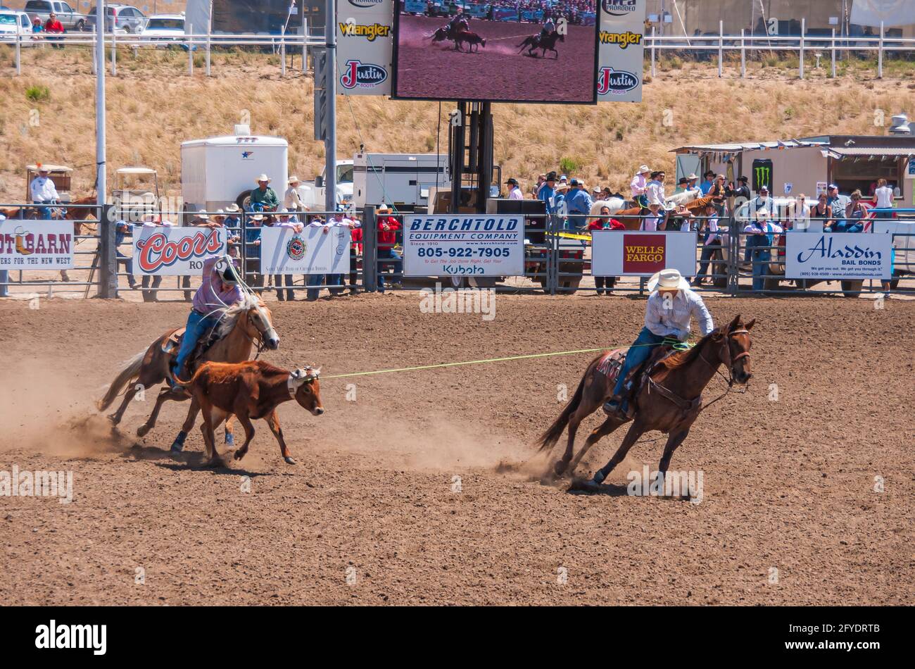 Santa Maria, CA, USA - June 6, 2010: Rodeo. Brown caught already caught ...