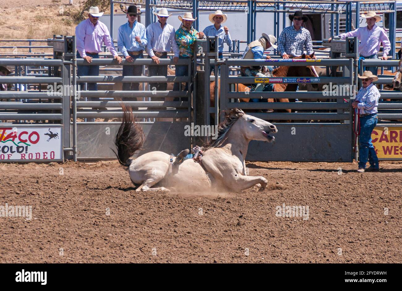 Santa Maria, CA, USA - June 6, 2010: Rodeo. White horse falls on flank ...