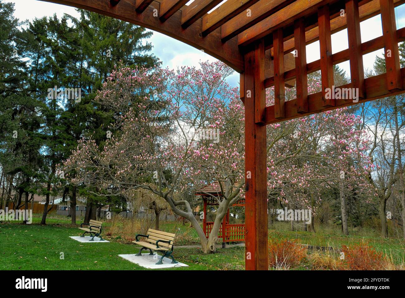 The view of the public park with magnolia tree and canopy Stock Photo ...