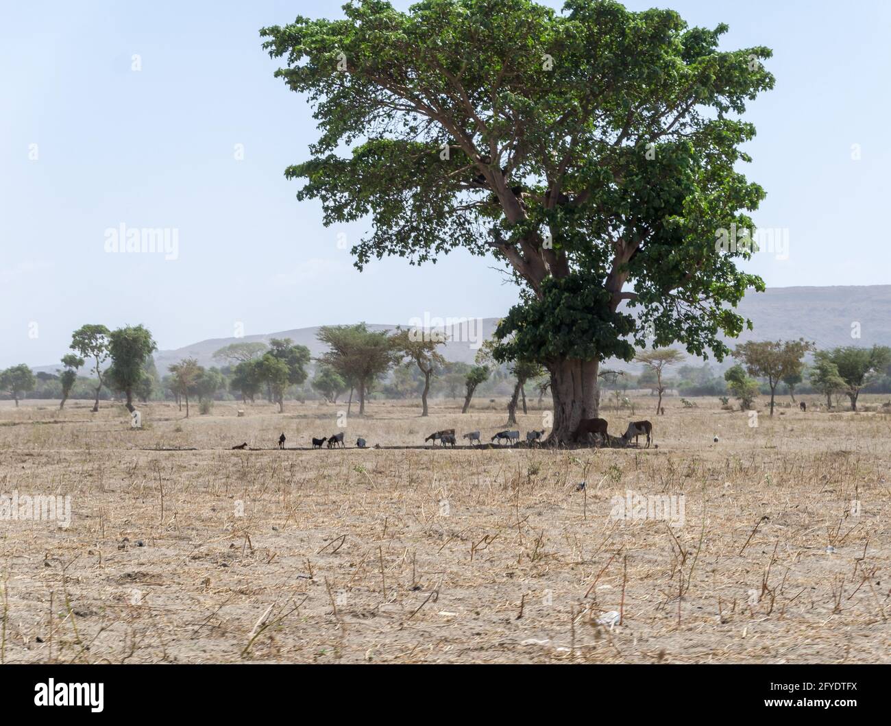 Animal seeking shade hi-res stock photography and images - Alamy