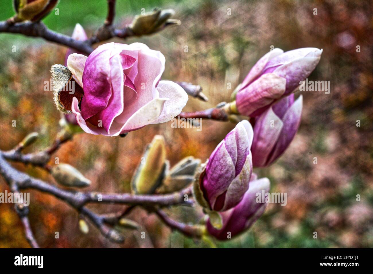 Blooming magnolia tree in springtime hi-res stock photography and ...