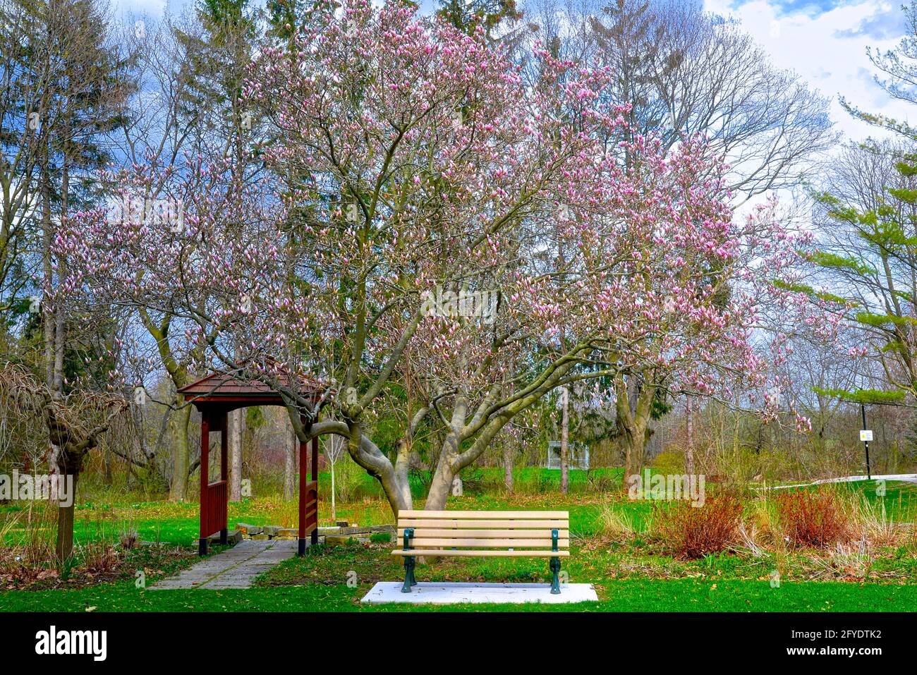 Magnolia tree in front garden hi-res stock photography and images - Alamy