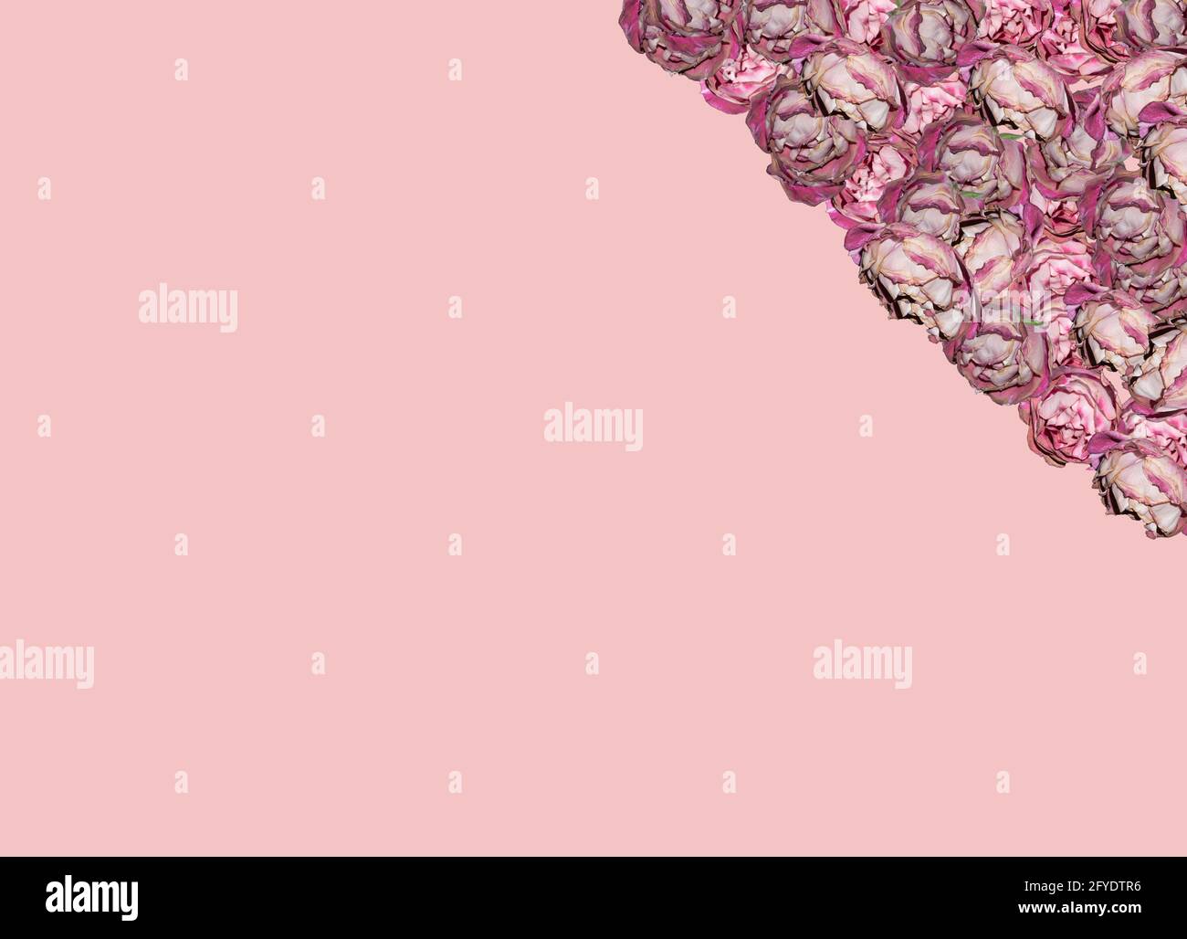 Withered roses multiplied on pastel pink trendy background. Floral ...