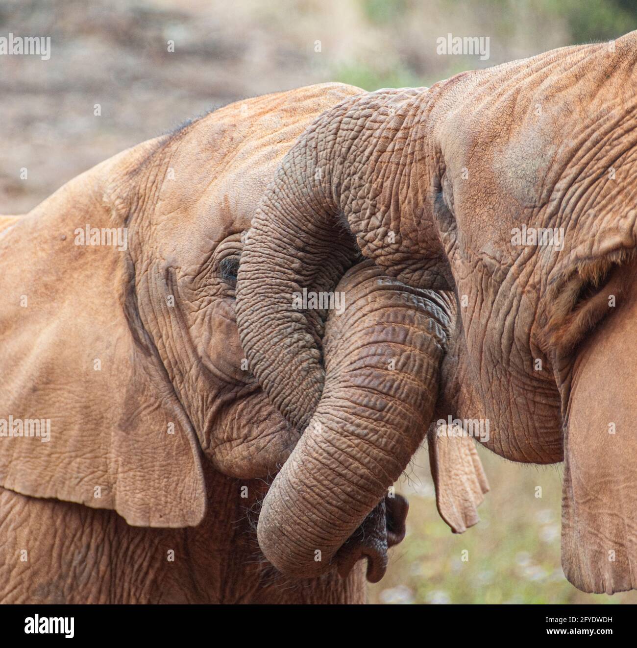 Interlock hi-res stock photography and images - Alamy