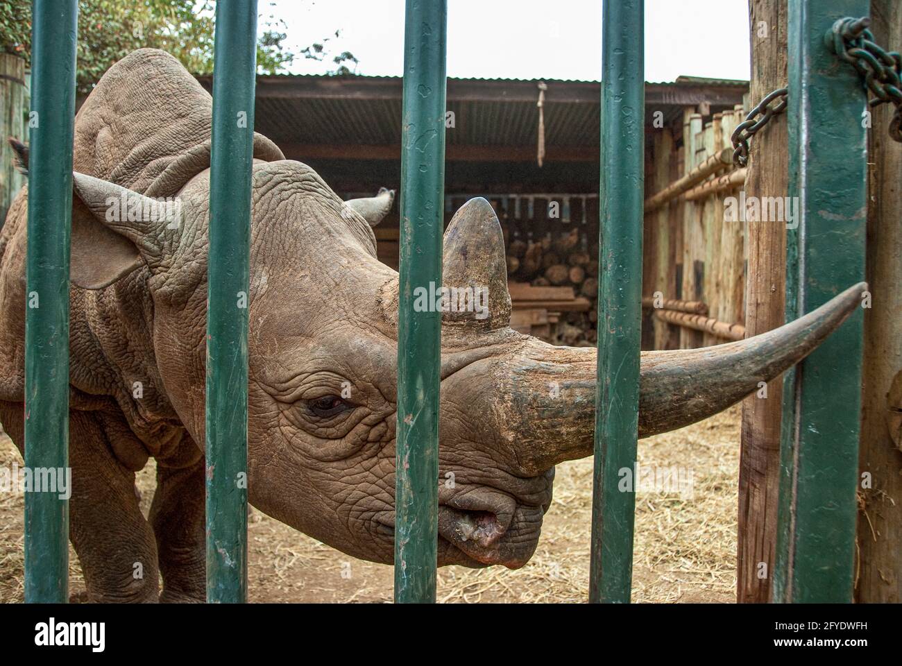 White rhino long horn hi-res stock photography and images - Alamy