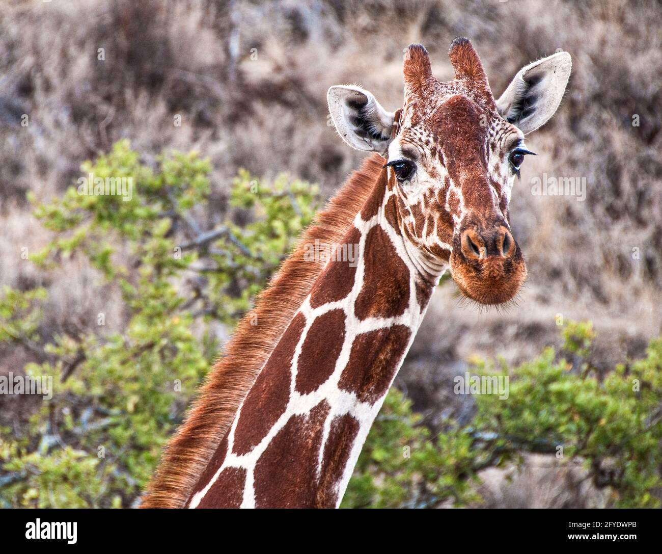 head and neck of a giraffe Stock Photo - Alamy