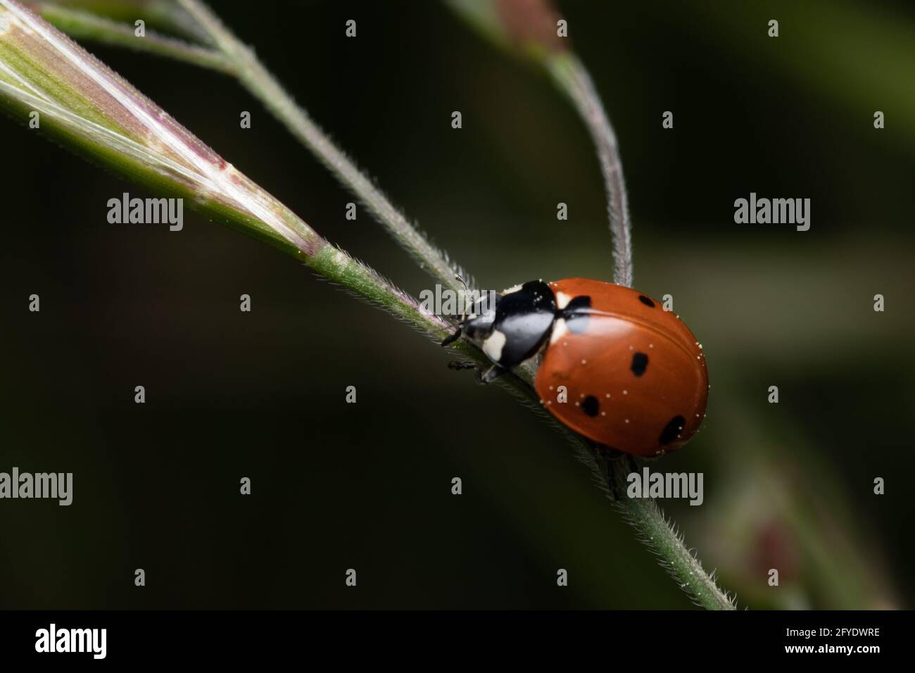 Soft focus of a ladybug on a plant stem at a garden Stock Photo - Alamy