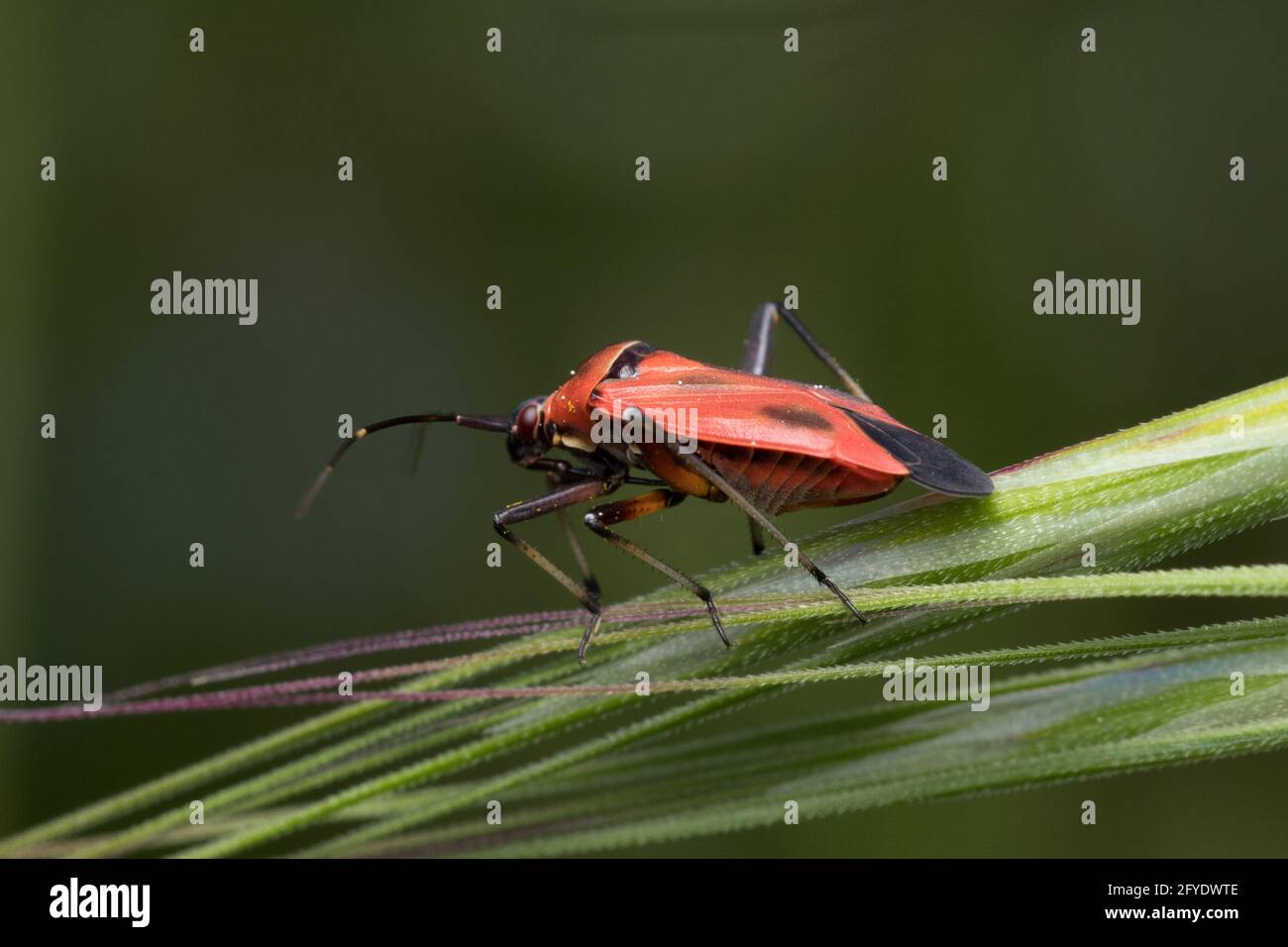 Soft focus of a red stink bug on a pl Stock Photo - Alamy