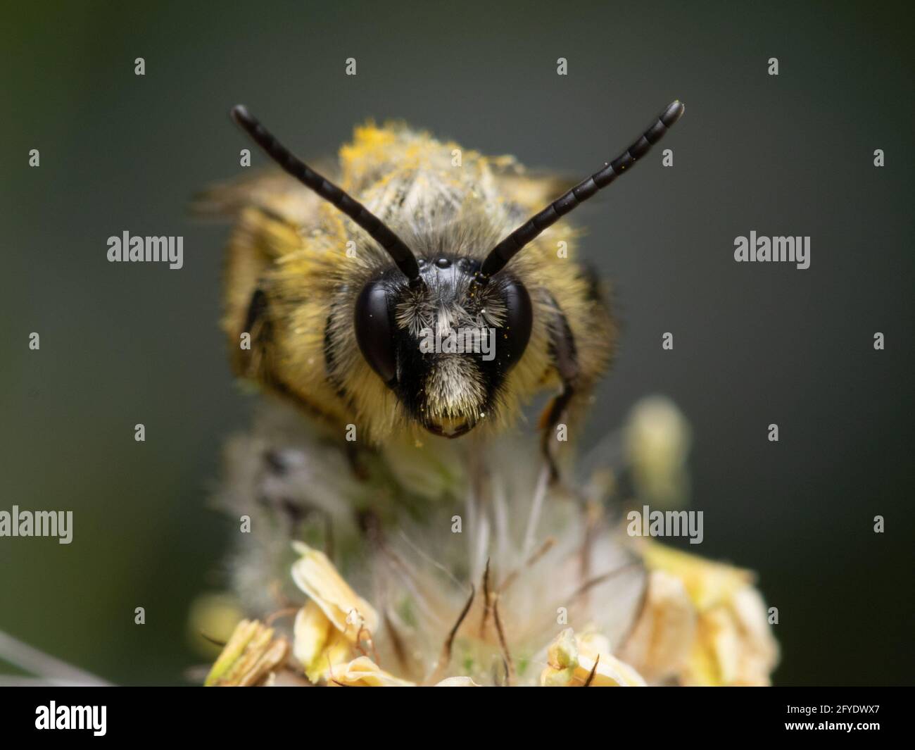 Macro shot of a furry bee on a plant Stock Photo - Alamy
