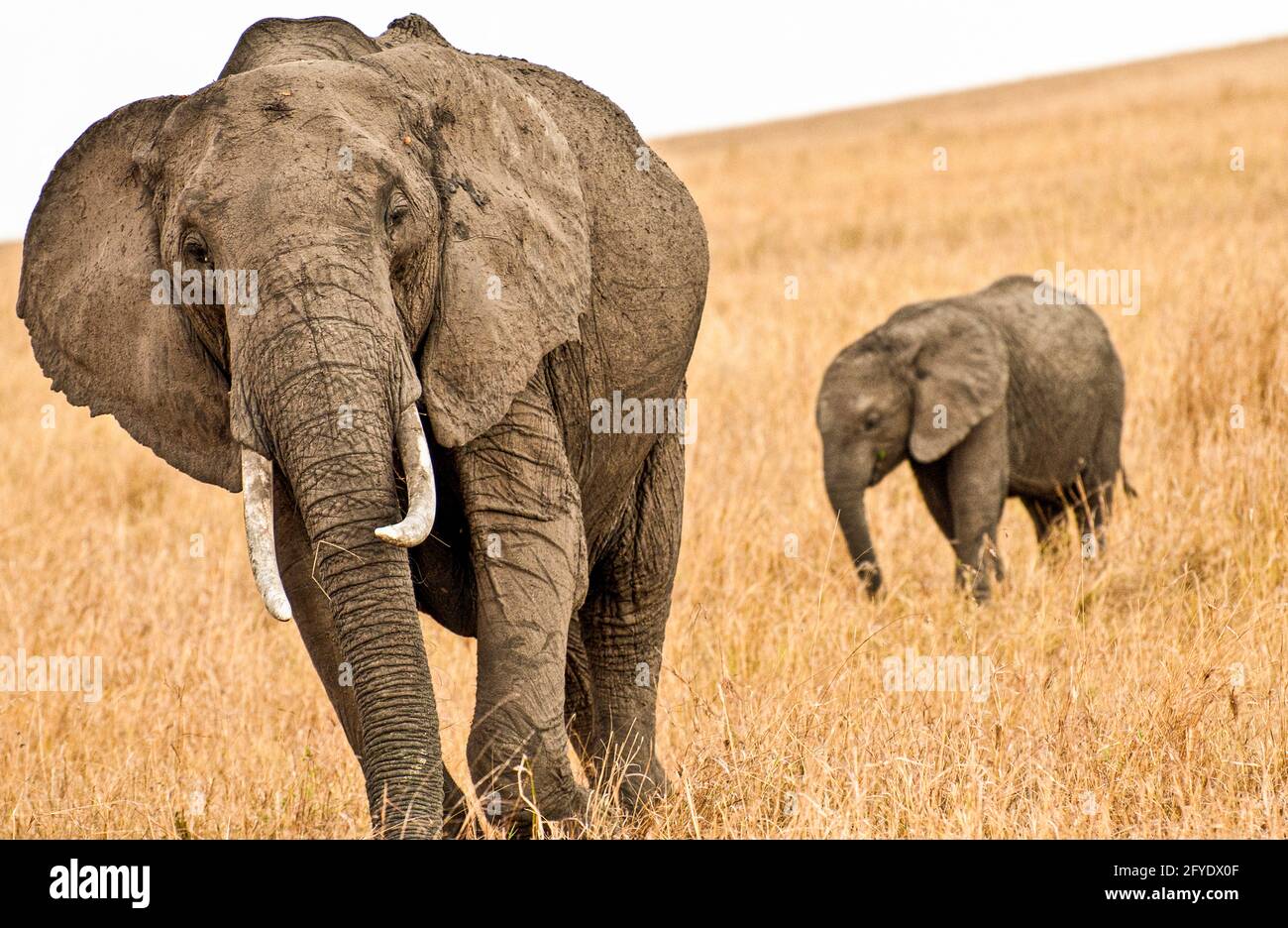 Baby mother elephant hi-res stock photography and images - Alamy
