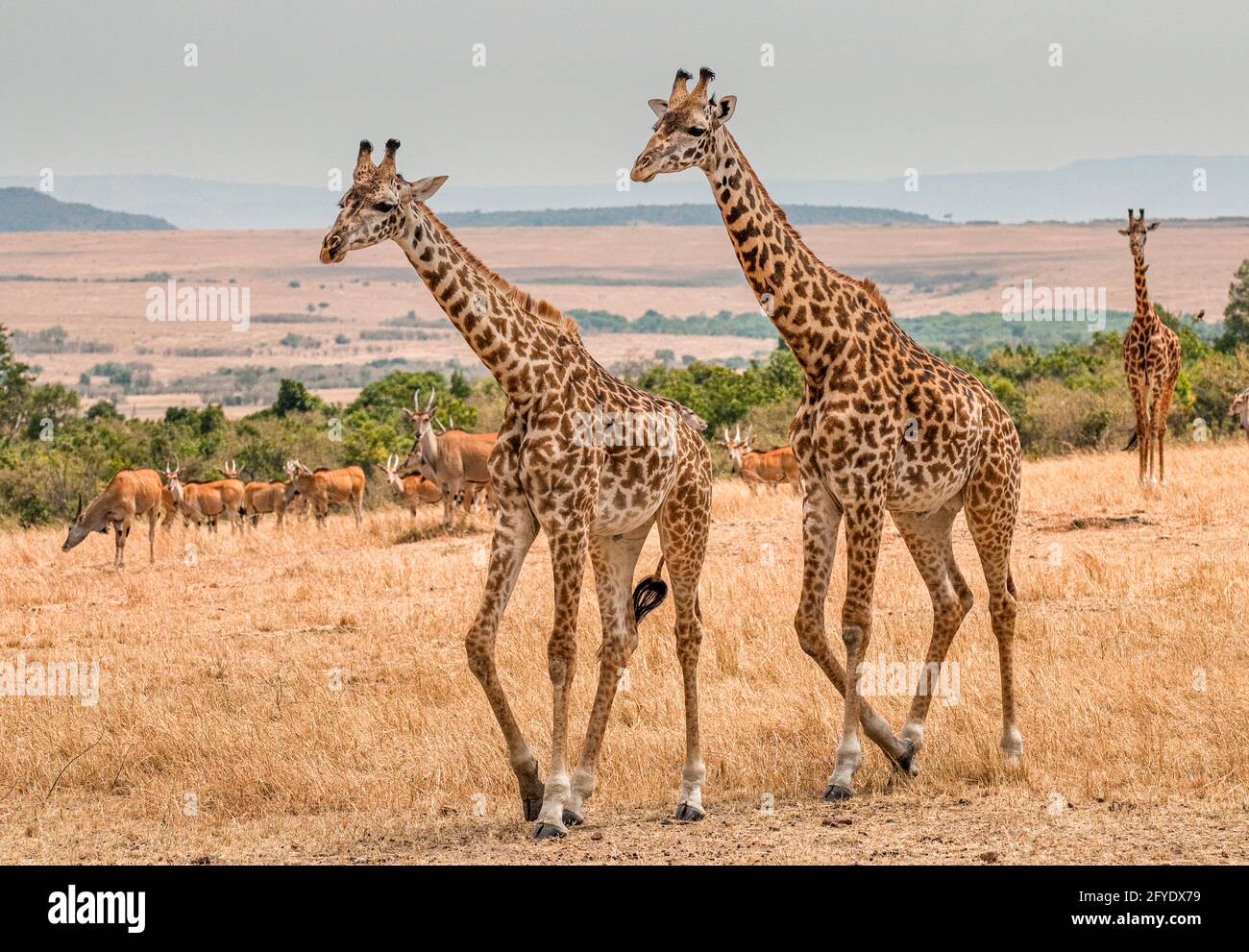 Two giraffes walking hi-res stock photography and images - Alamy