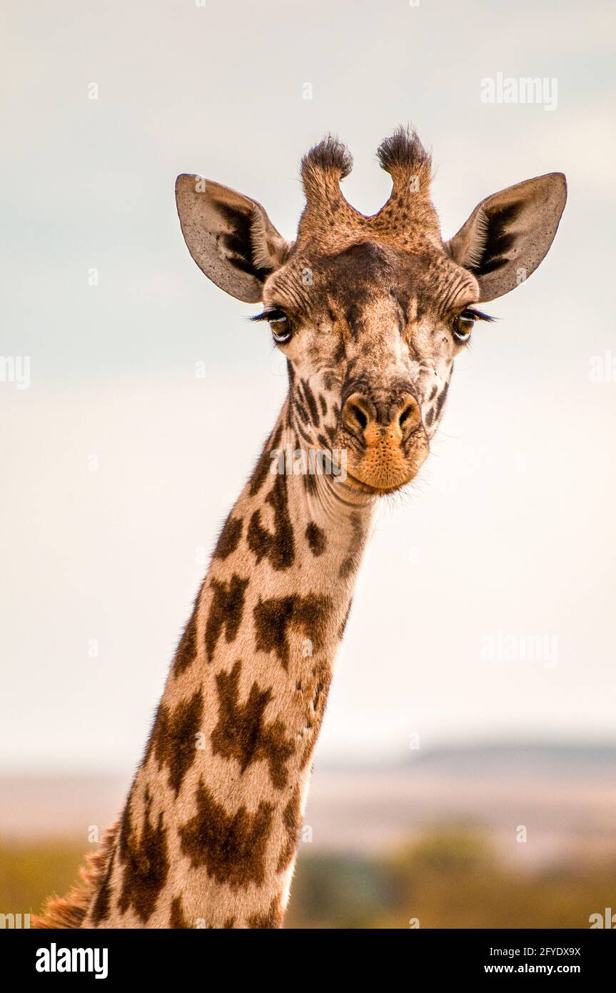 Giraffe habitat hi-res stock photography and images - Alamy