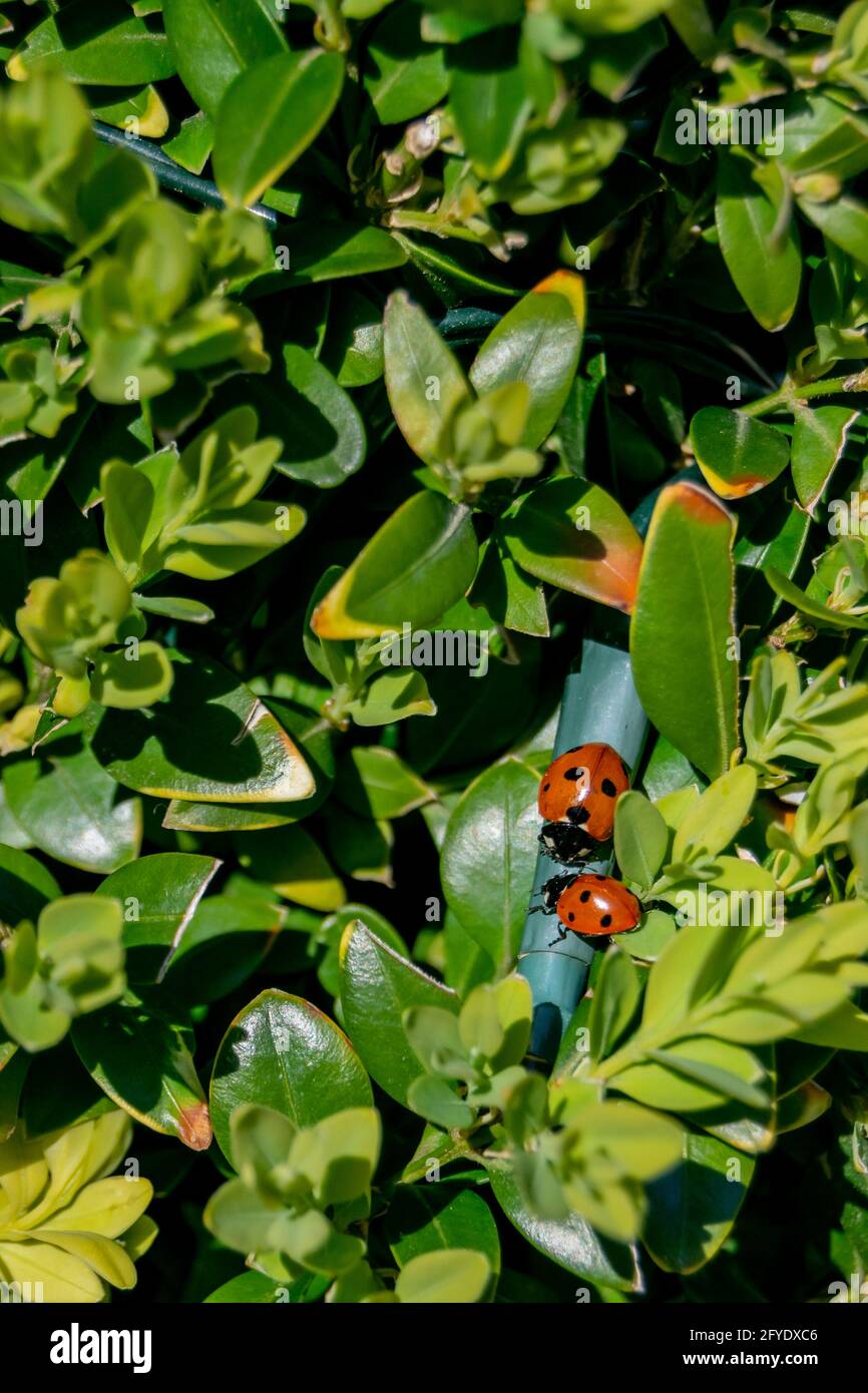 Two seven spot ladybird Coccinella septempunctata on green leaves ...
