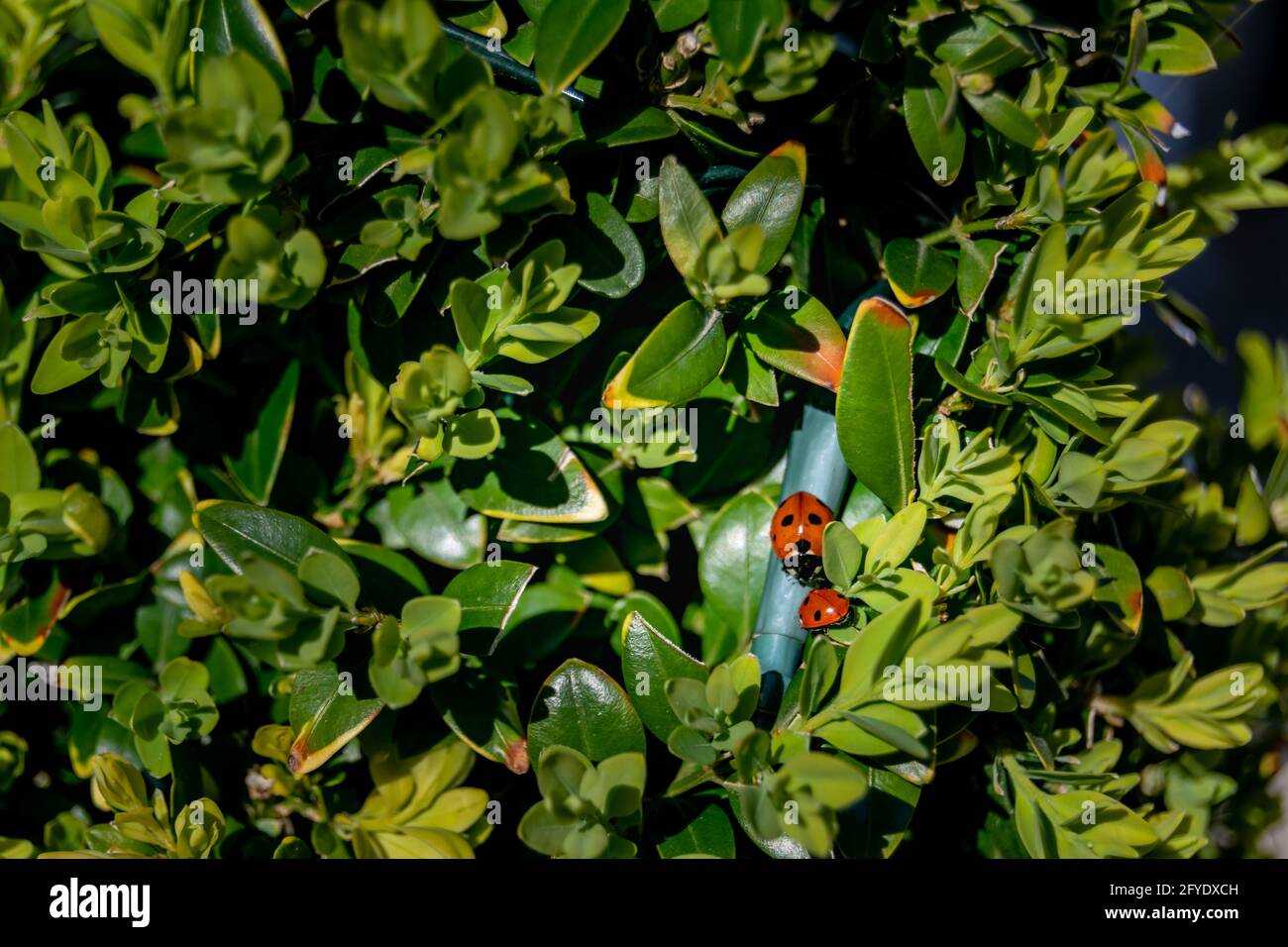 Two seven spot ladybird Coccinella septempunctata on green leaves ...