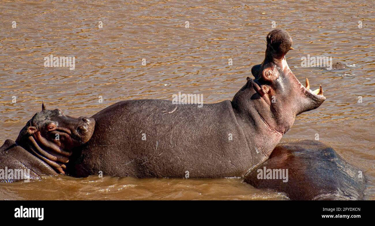 Hippopotamus Habitat