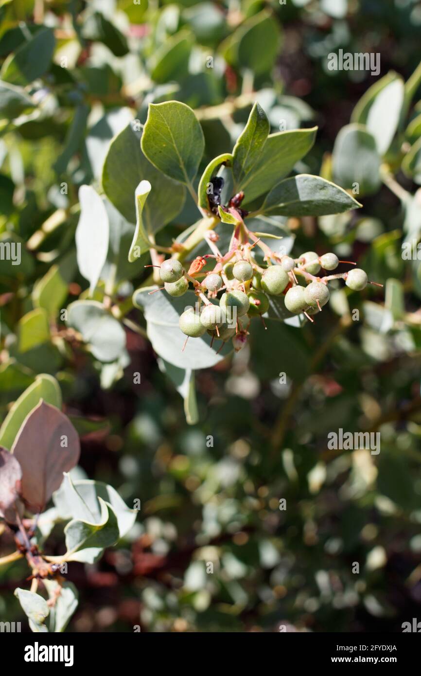 Immature green glabrous drupe fruit of Bigberry Manzanita ...