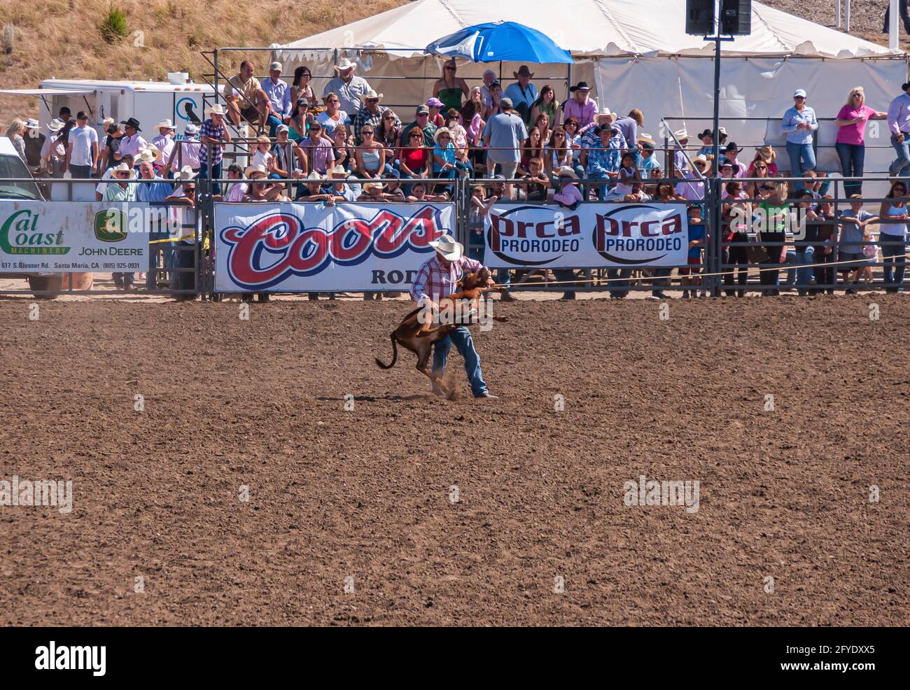 Santa Maria, CA, USA - June 6, 2010: Rodeo calf binding exercise. Horse ...