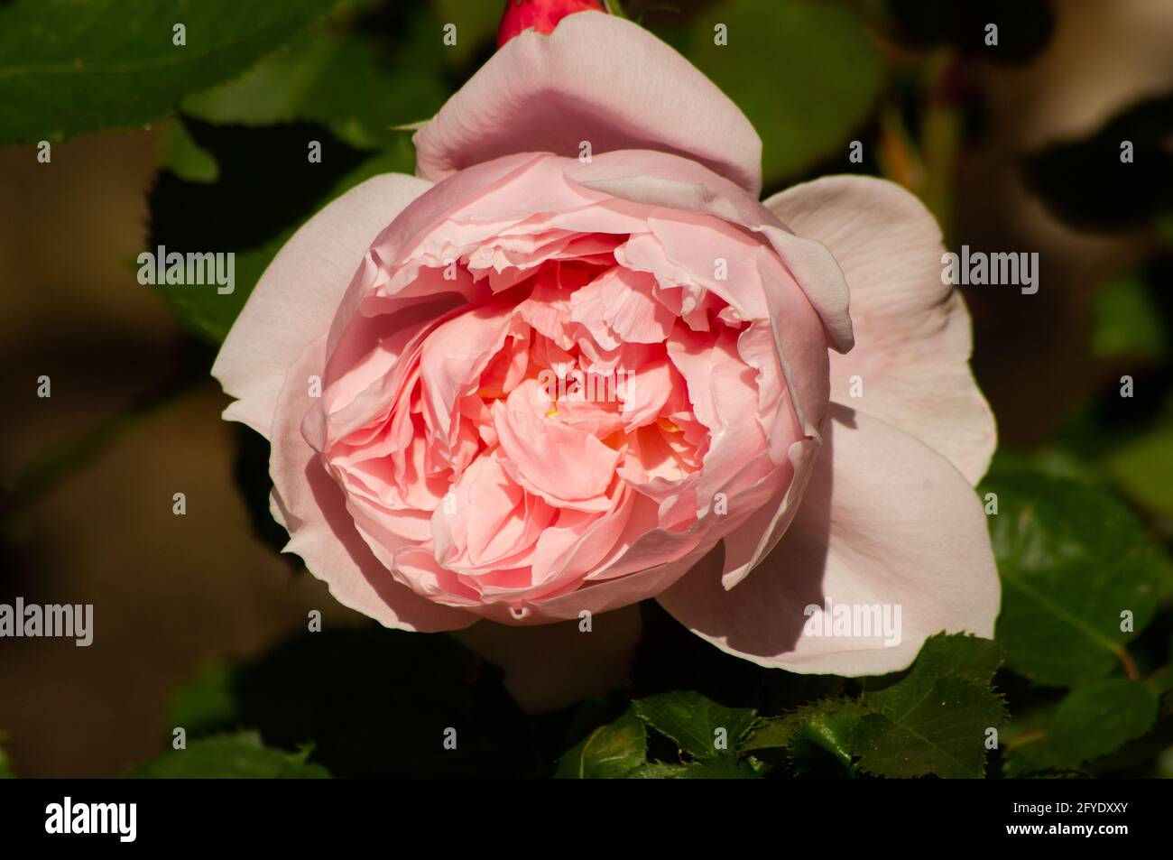 Large Pale Pink Rose Stock Photo - Alamy