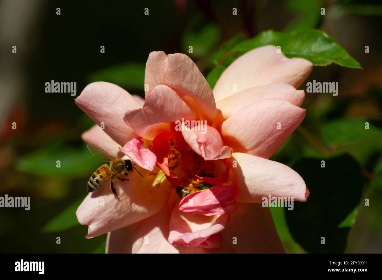 Pale Pink Rose and Bees Stock Photo - Alamy