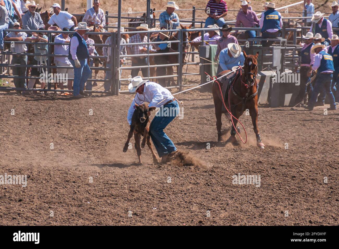 Santa Maria, CA, USA - June 6, 2010: Rodeo. Cowboy jumped of brown ...