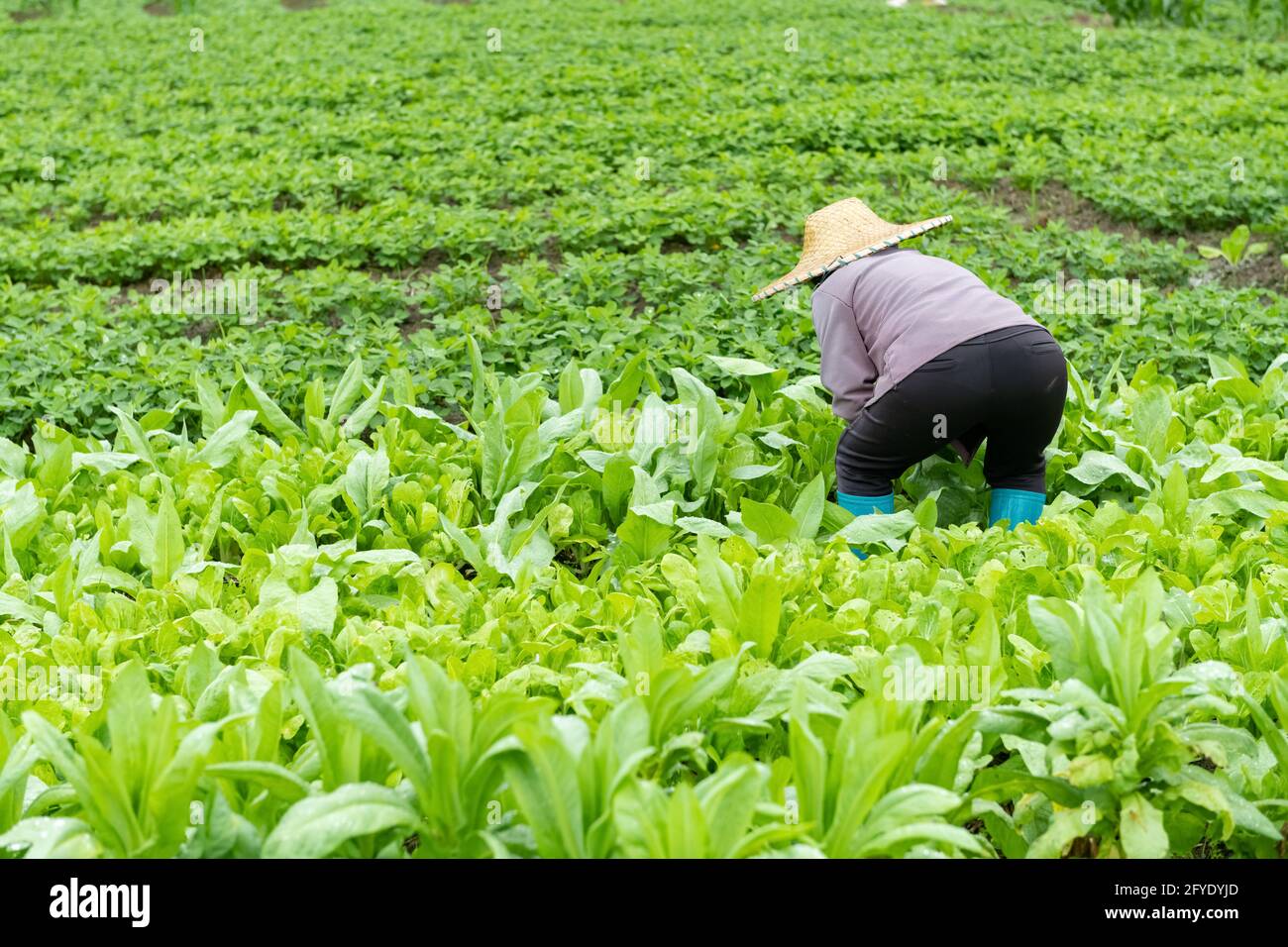 lady checking the vegetable on the farm Stock Photo - Alamy