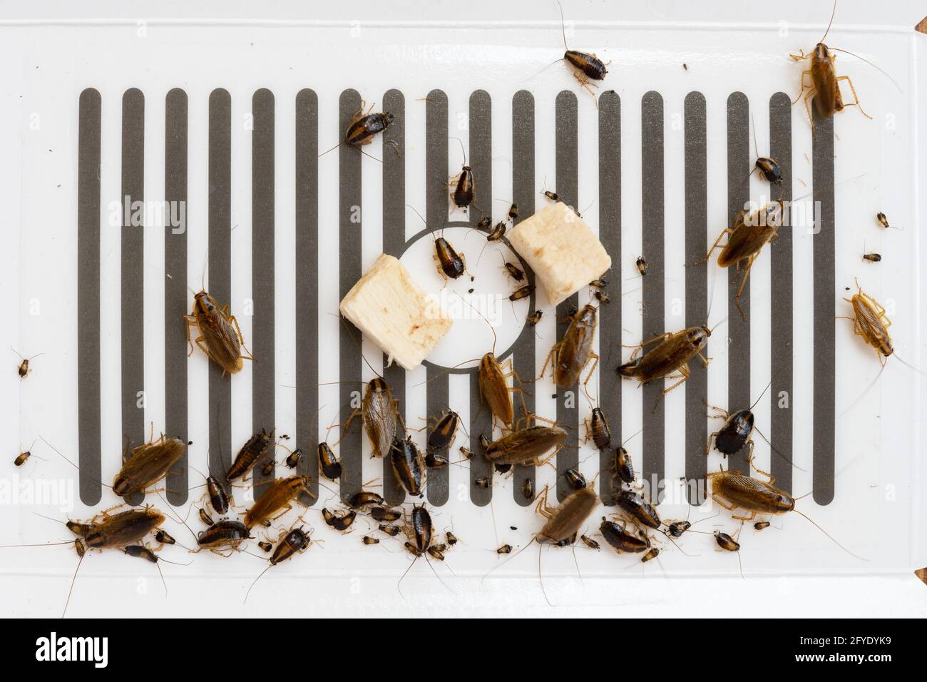 top view trap with some cockroaches catched Stock Photo - Alamy