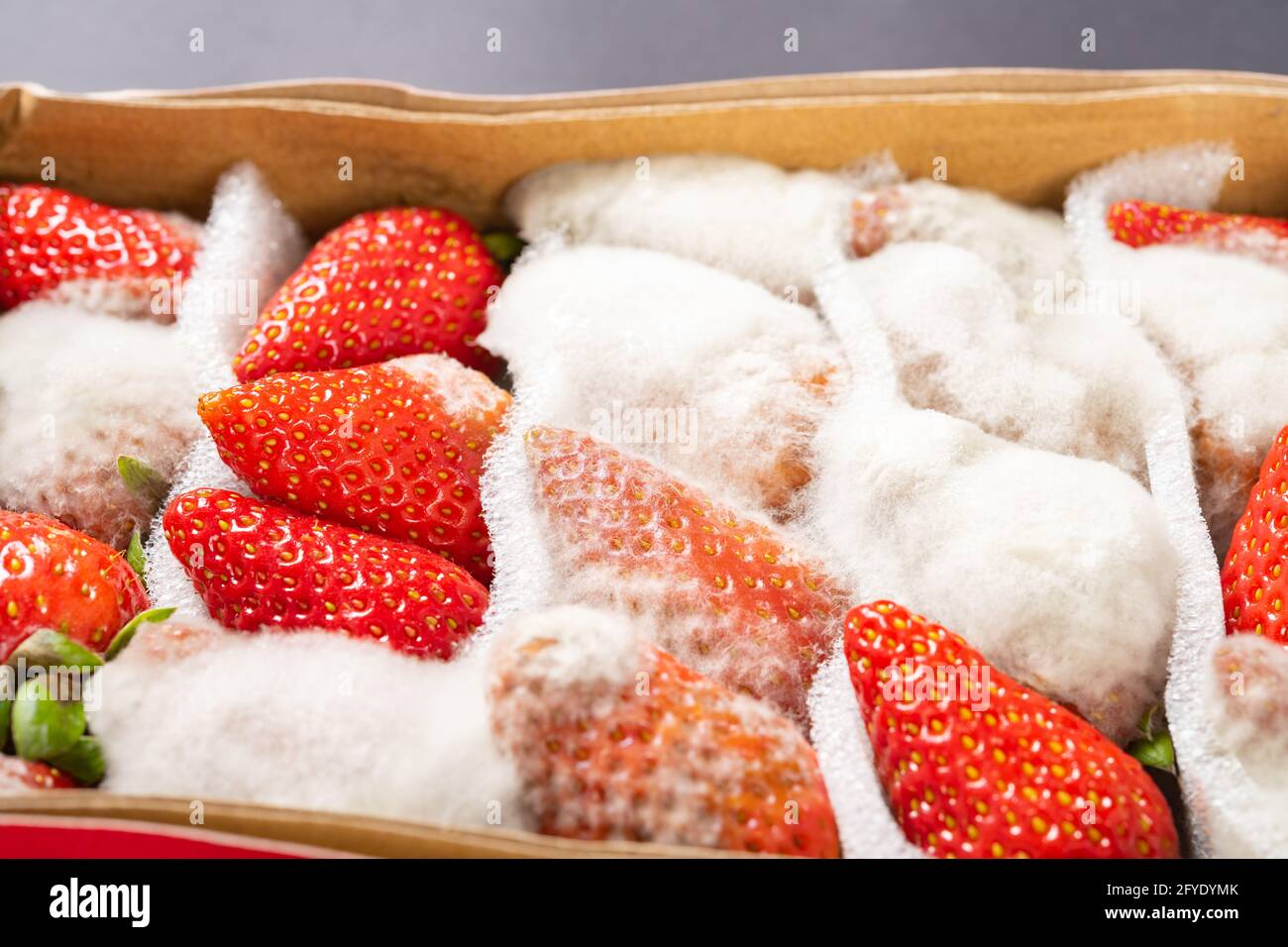 Moldy strawberries hi-res stock photography and images - Alamy
