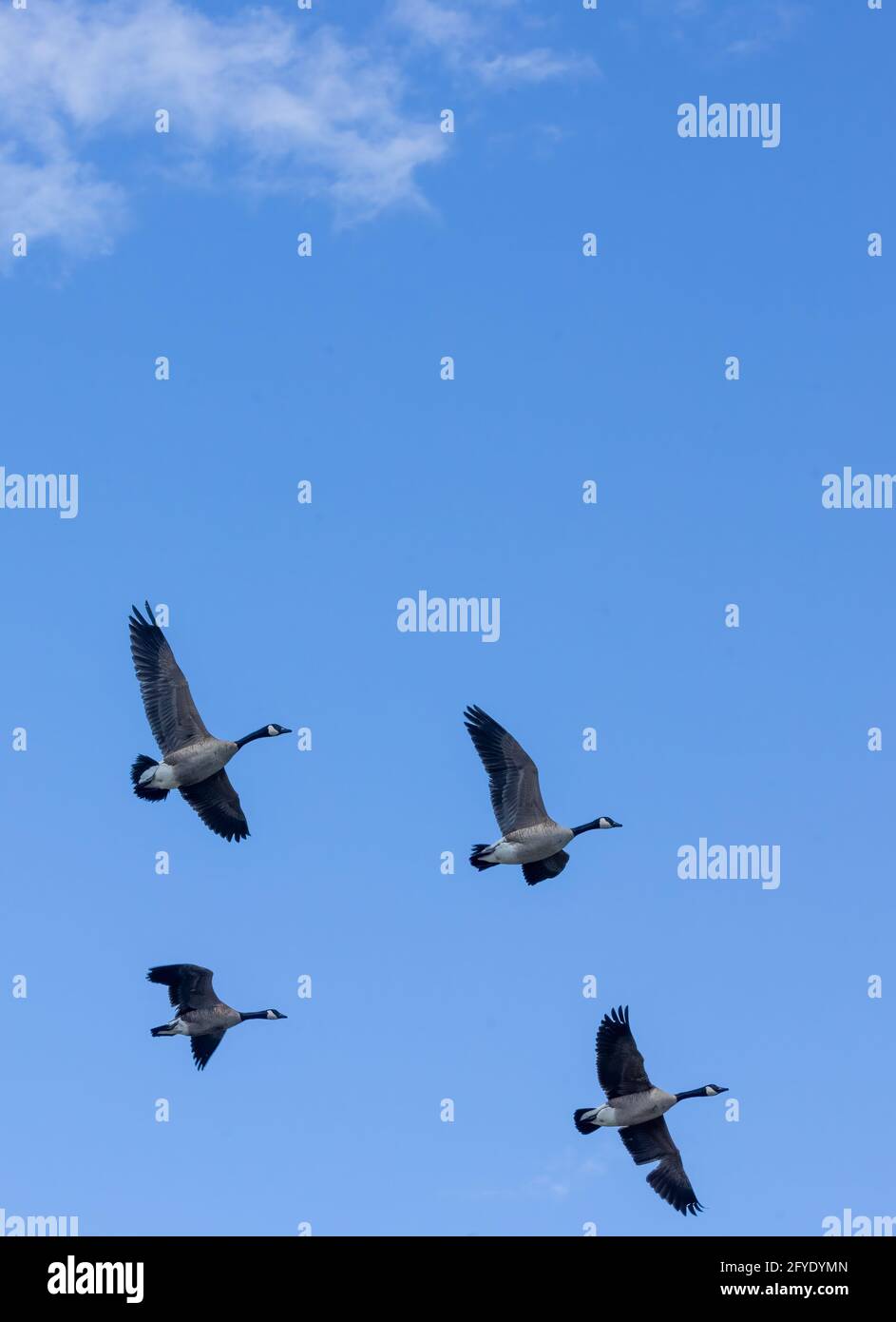 Canadian birding hi-res stock photography and images - Alamy