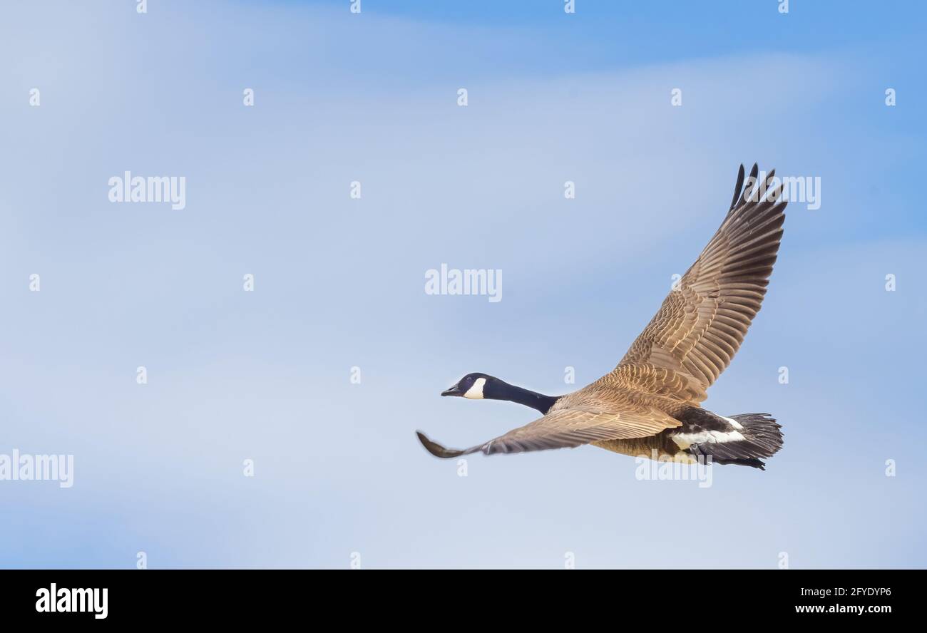 Flying Canadian Goose High Resolution Stock Photography and Images - Alamy