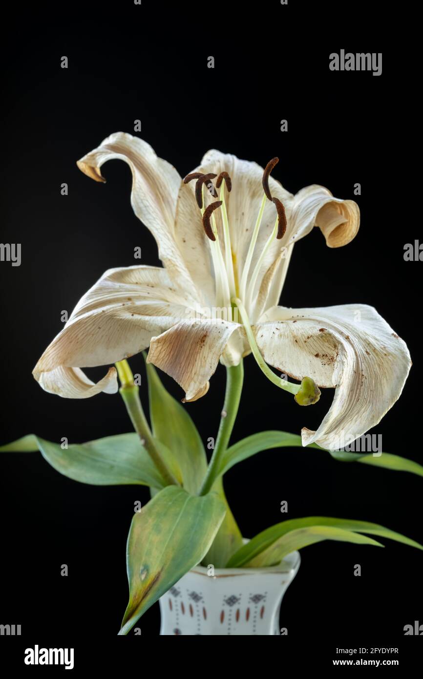 Faded lily hi-res stock photography and images - Alamy