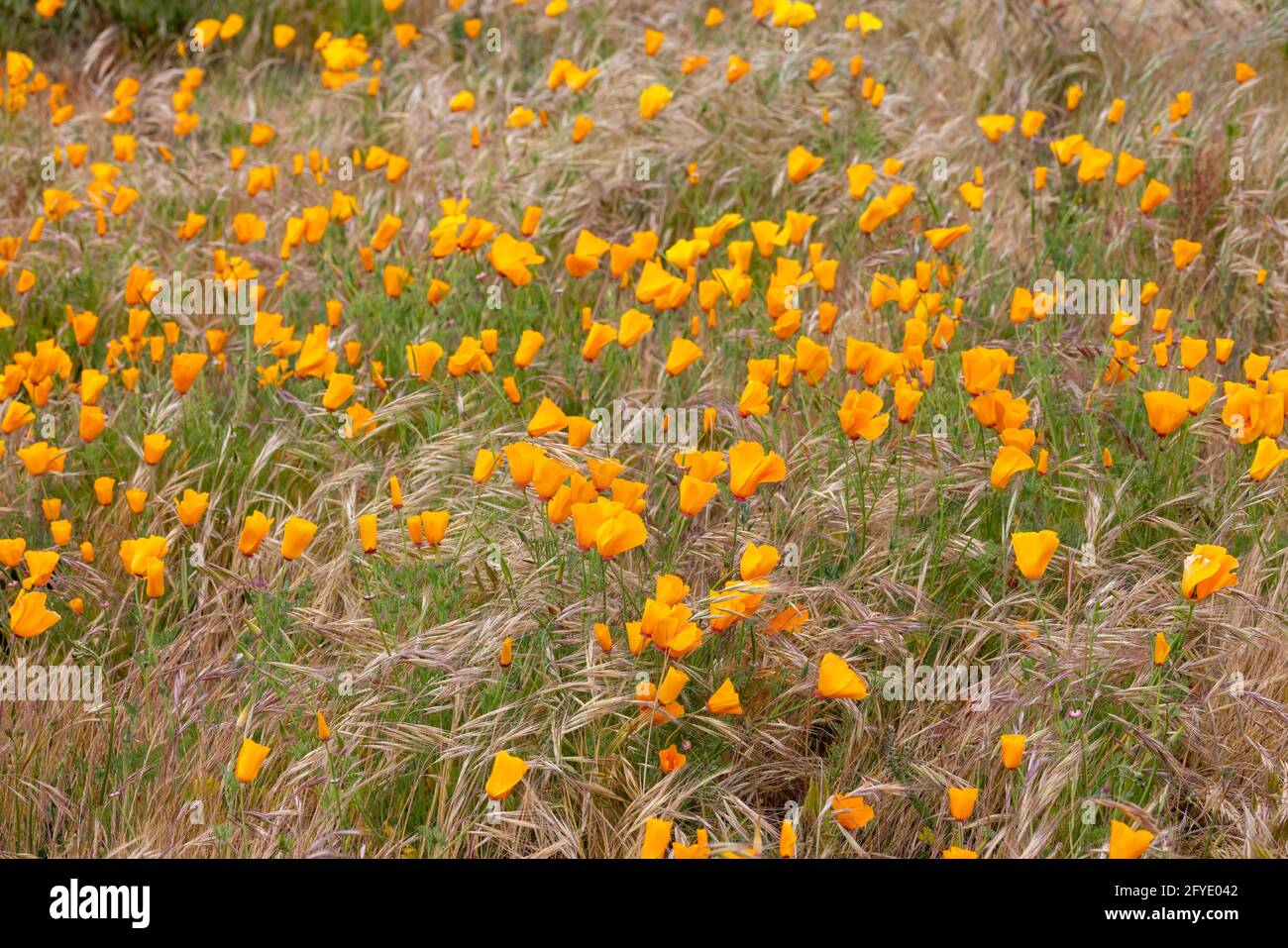 Poppies common wildflower in Victoria, BC, Canada Stock Photo - Alamy