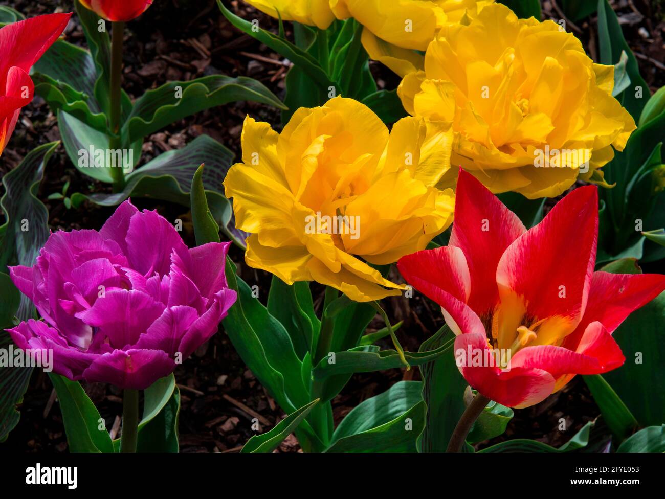 Colorful Tulips in Skagit Valley during the Annual Tulip Festival ...
