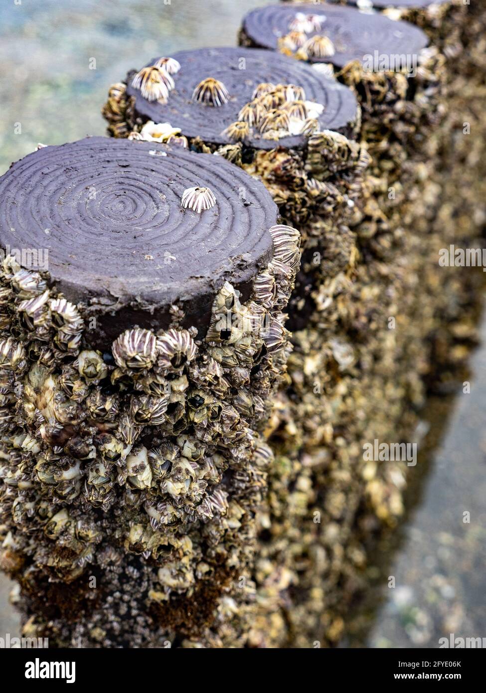 Barnacles on wooden posts Stock Photo - Alamy