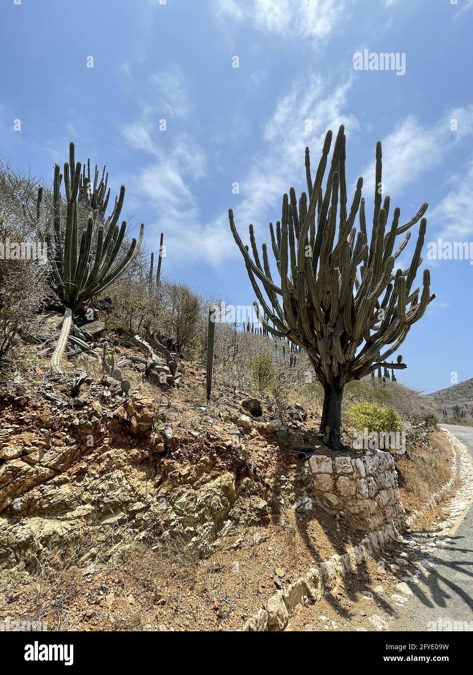 Cacti plants growing in a desert Stock Photo - Alamy